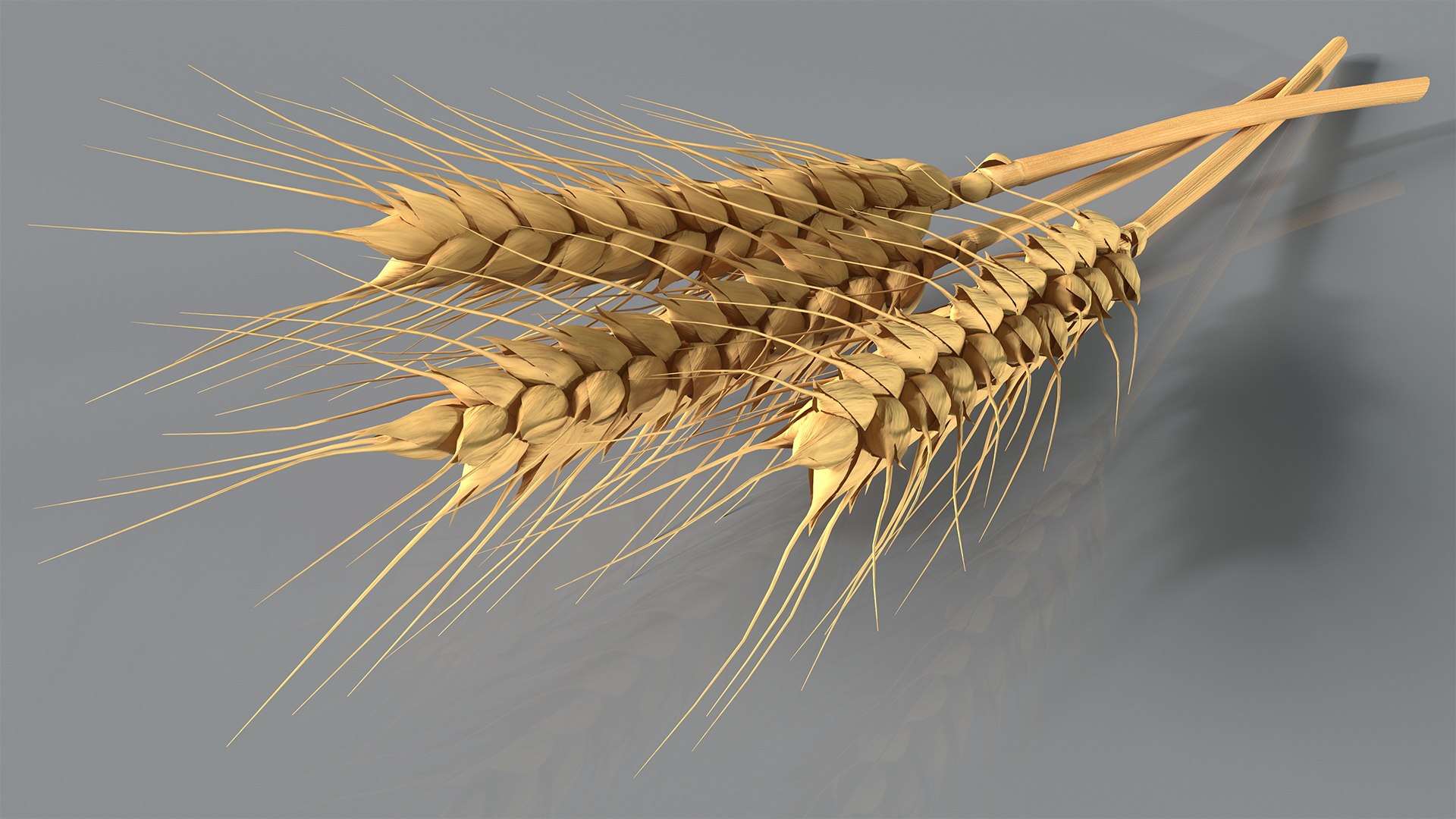 Set Wheat Spikes 3D Model - TurboSquid 1565380