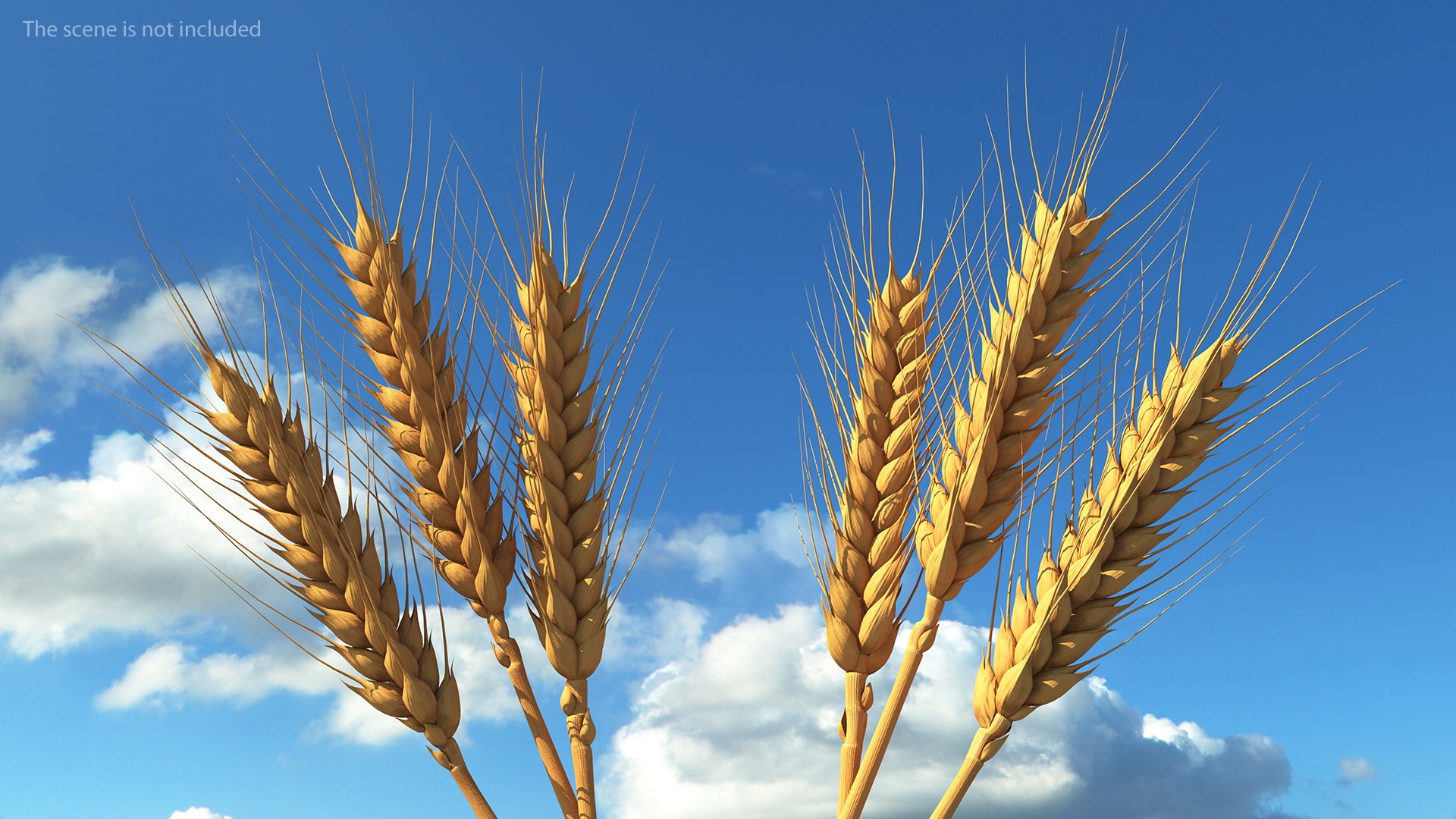 Set Wheat Spikes 3D Model - TurboSquid 1565380