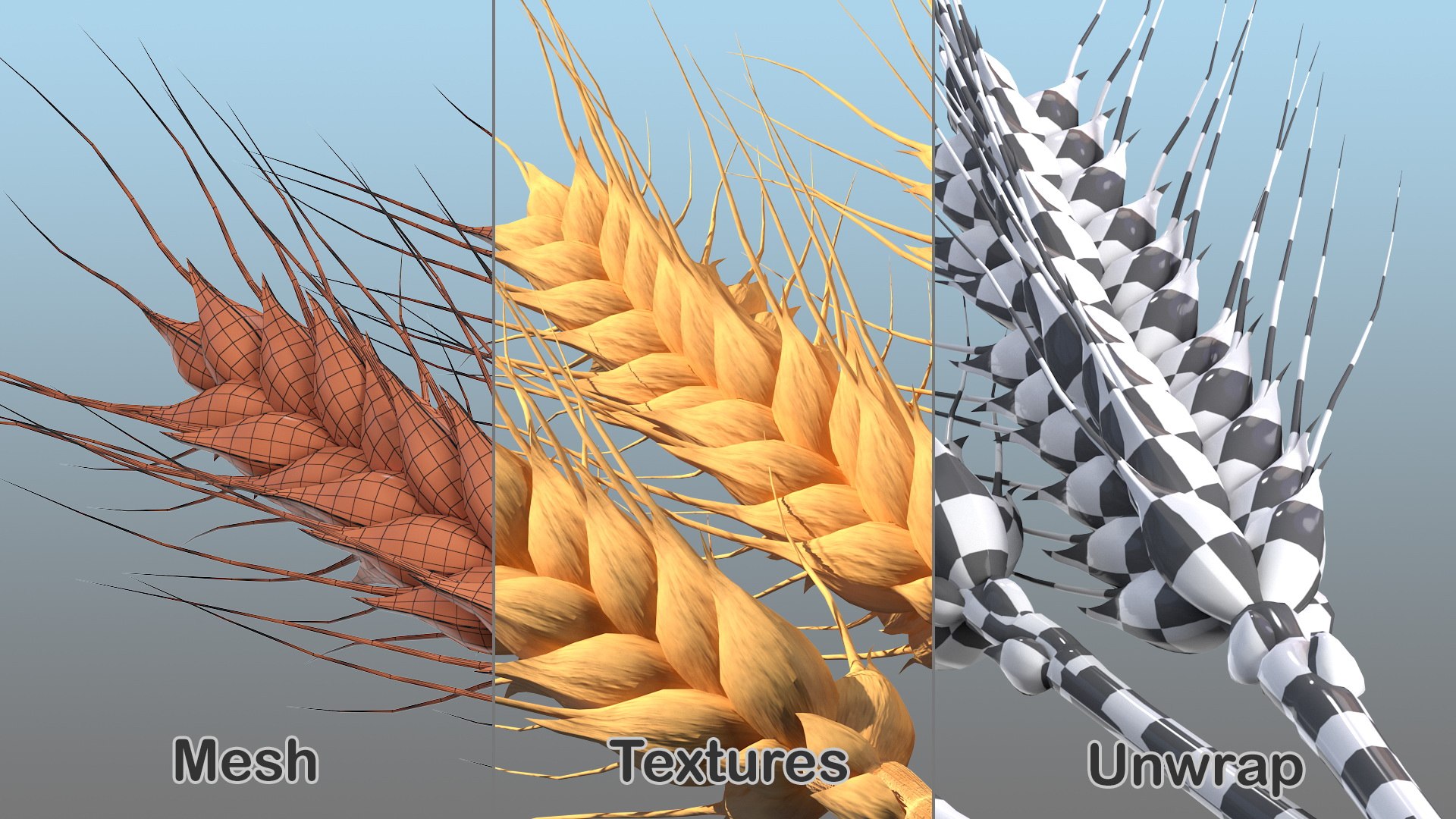 Set wheat spikes 3D model - TurboSquid 1565380