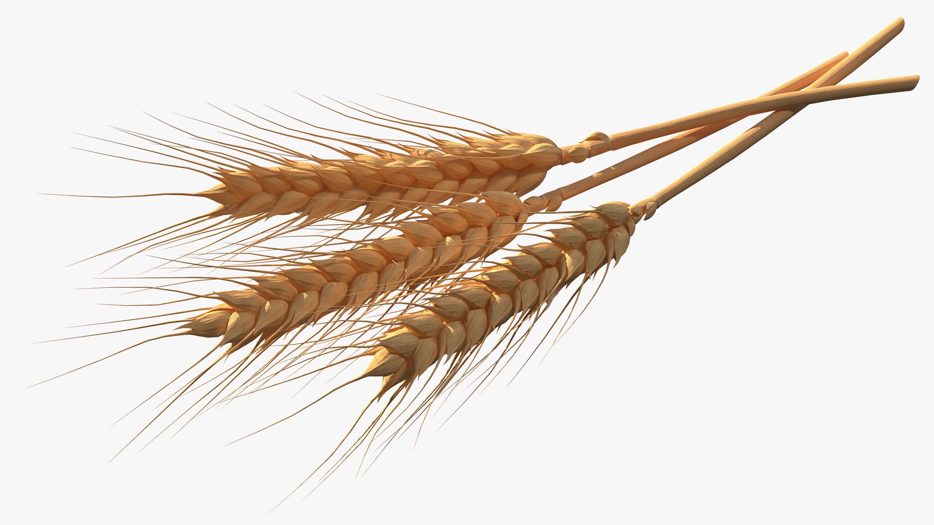 Set Wheat Spikes 3D Model - TurboSquid 1565380