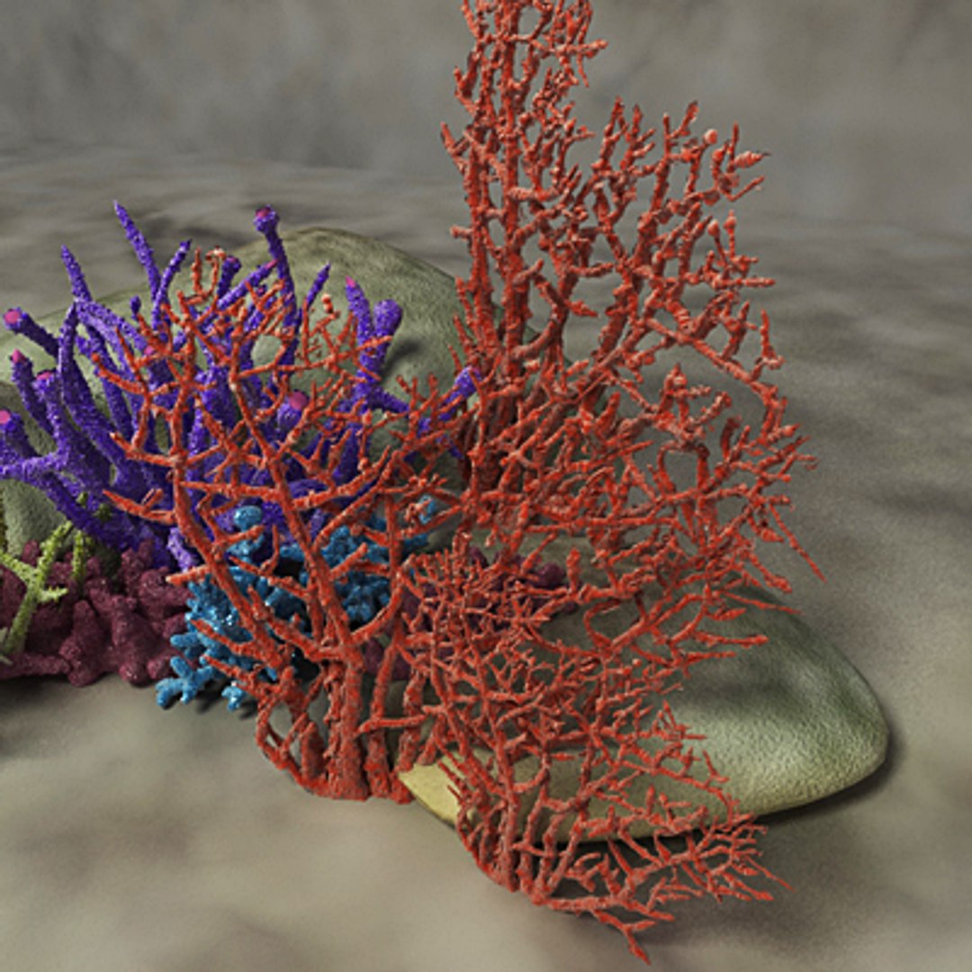 Coral Set Reef 3d Model