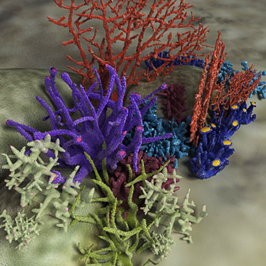 Coral Set Reef 3d Model