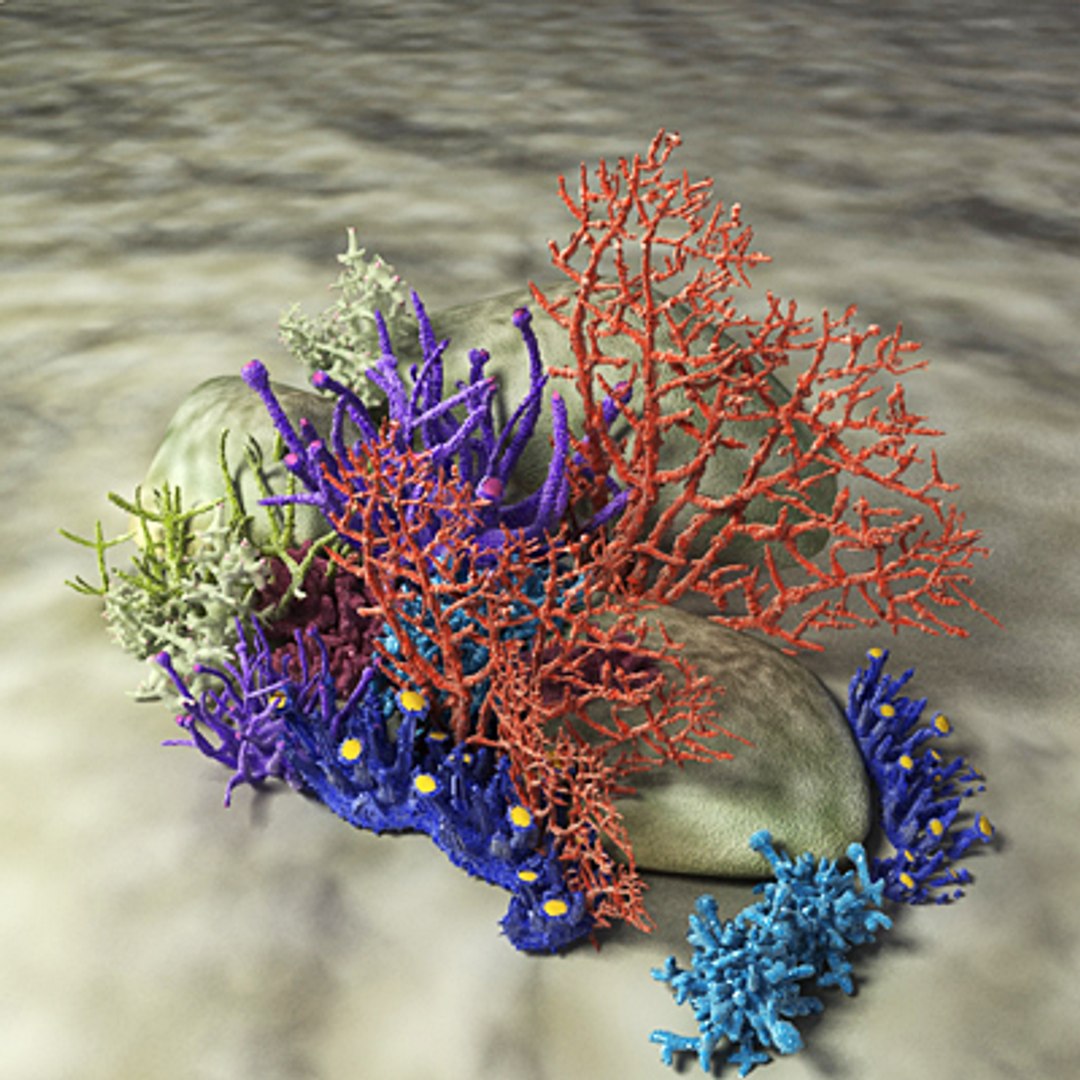 Coral Set Reef 3d Model