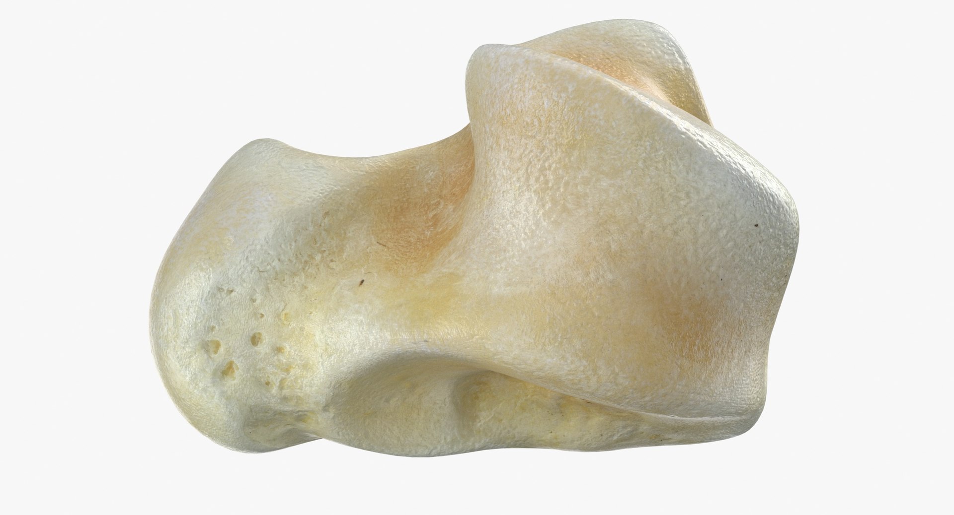 Pavian monkey male talus 3D model - TurboSquid 1576786