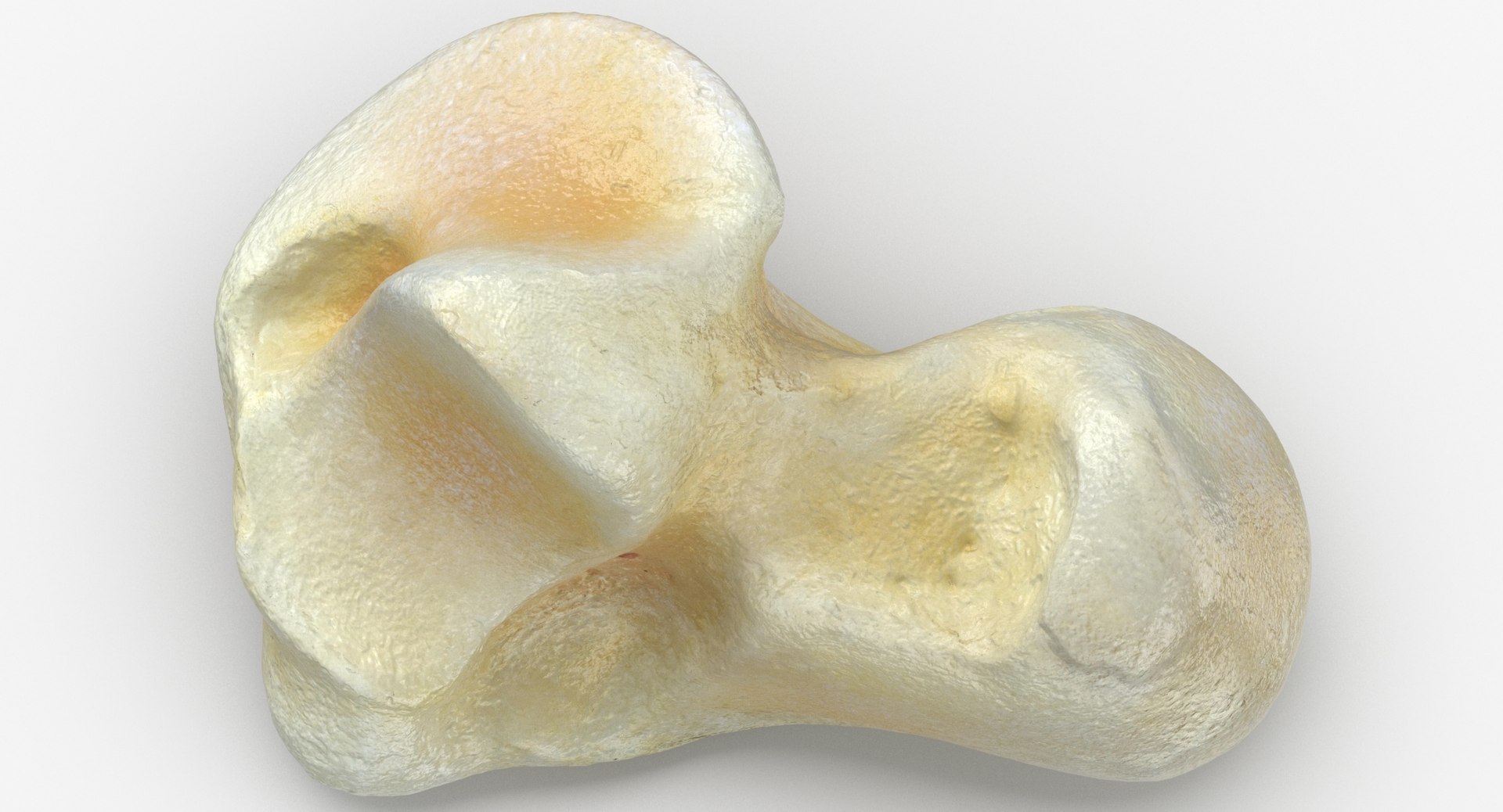 Pavian monkey male talus 3D model - TurboSquid 1576786