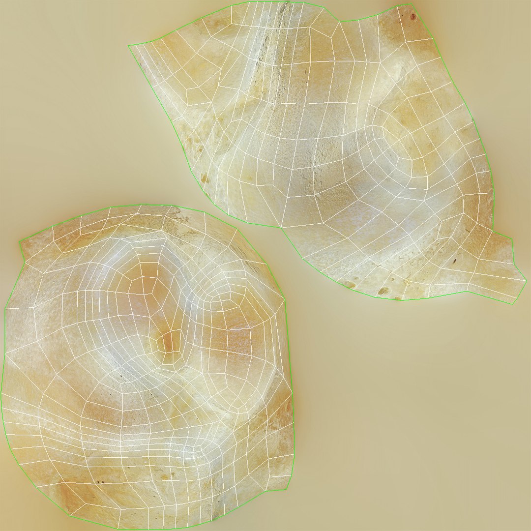 Pavian monkey male talus 3D model - TurboSquid 1576786