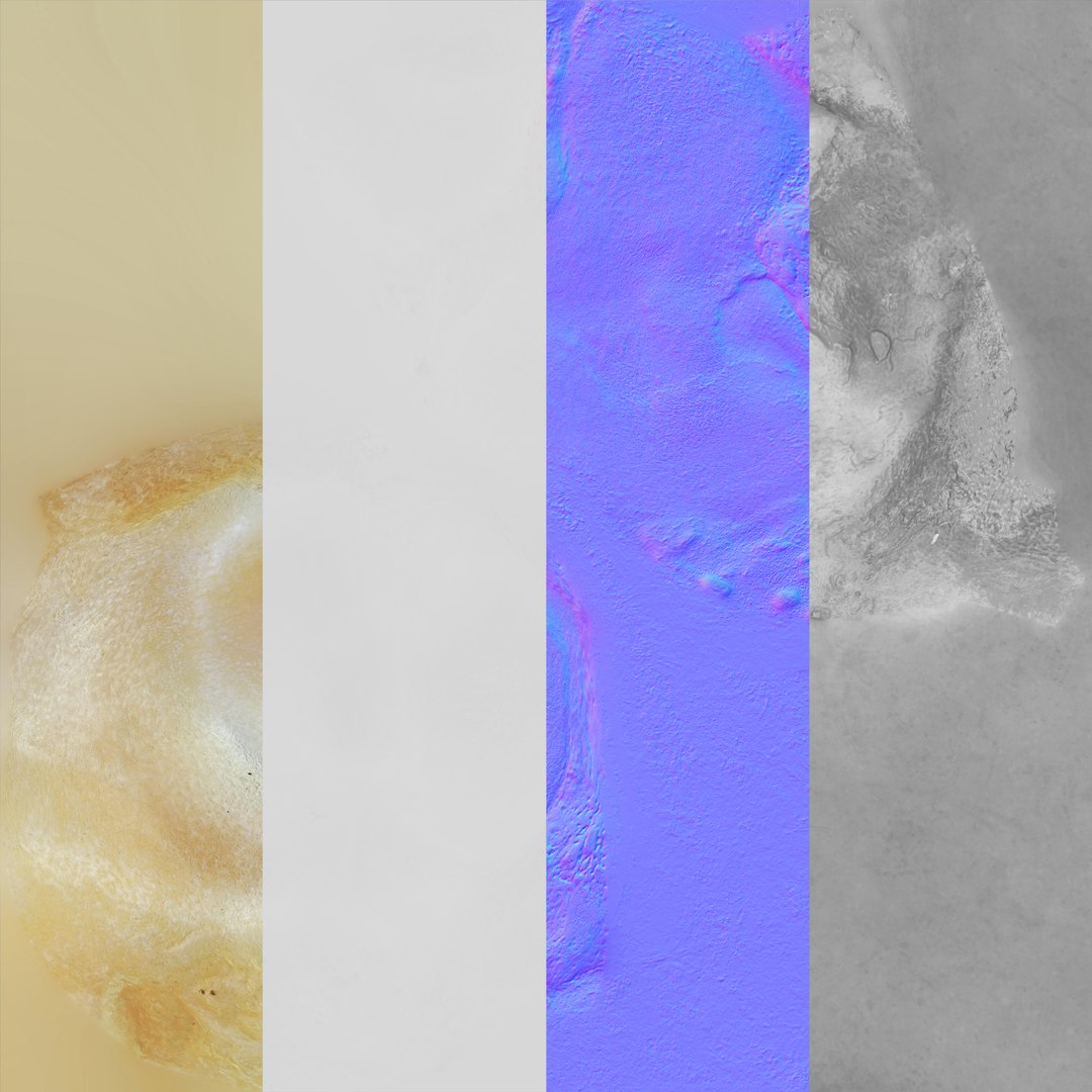 Pavian monkey male talus 3D model - TurboSquid 1576786