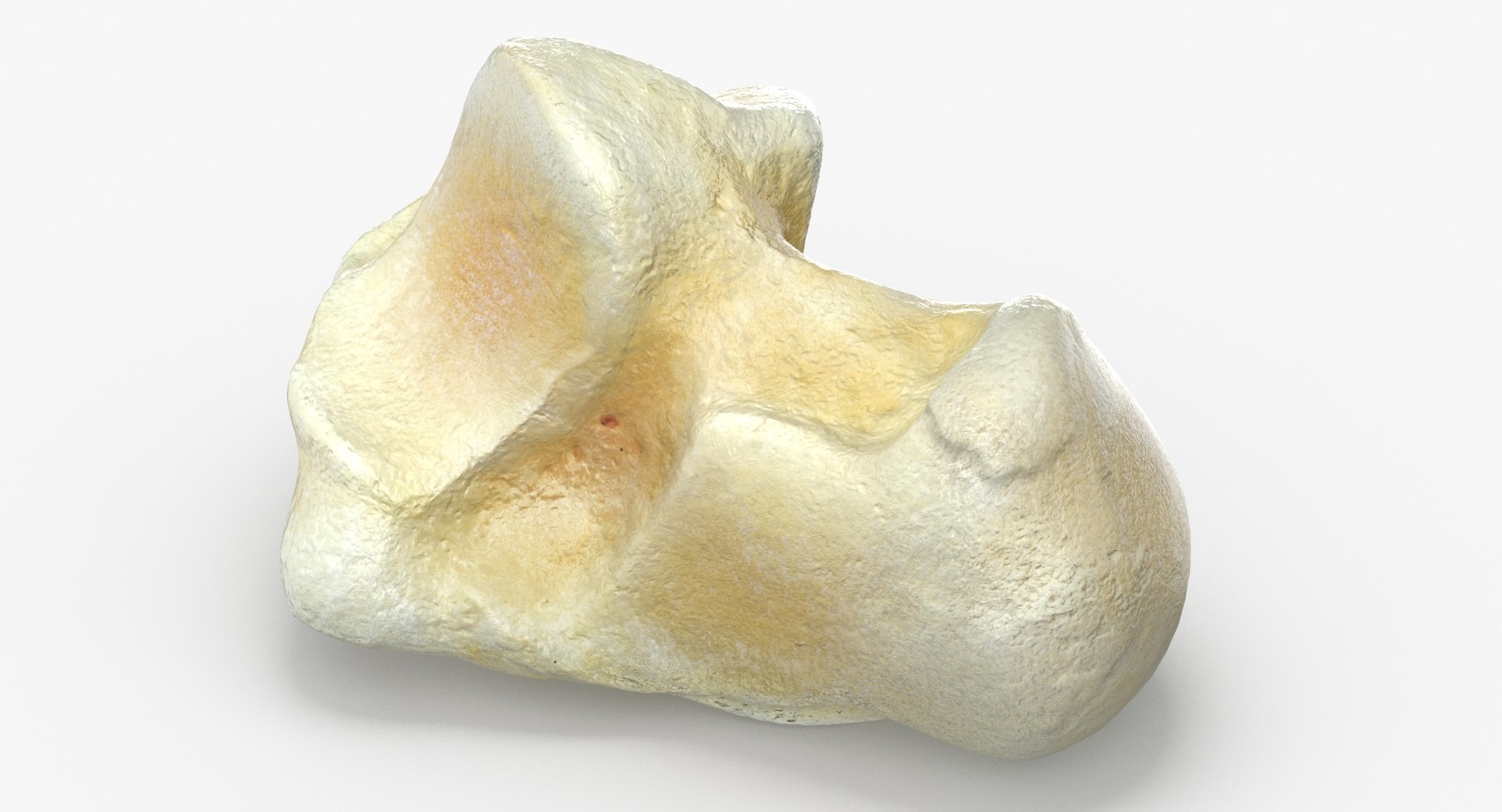 Pavian monkey male talus 3D model - TurboSquid 1576786