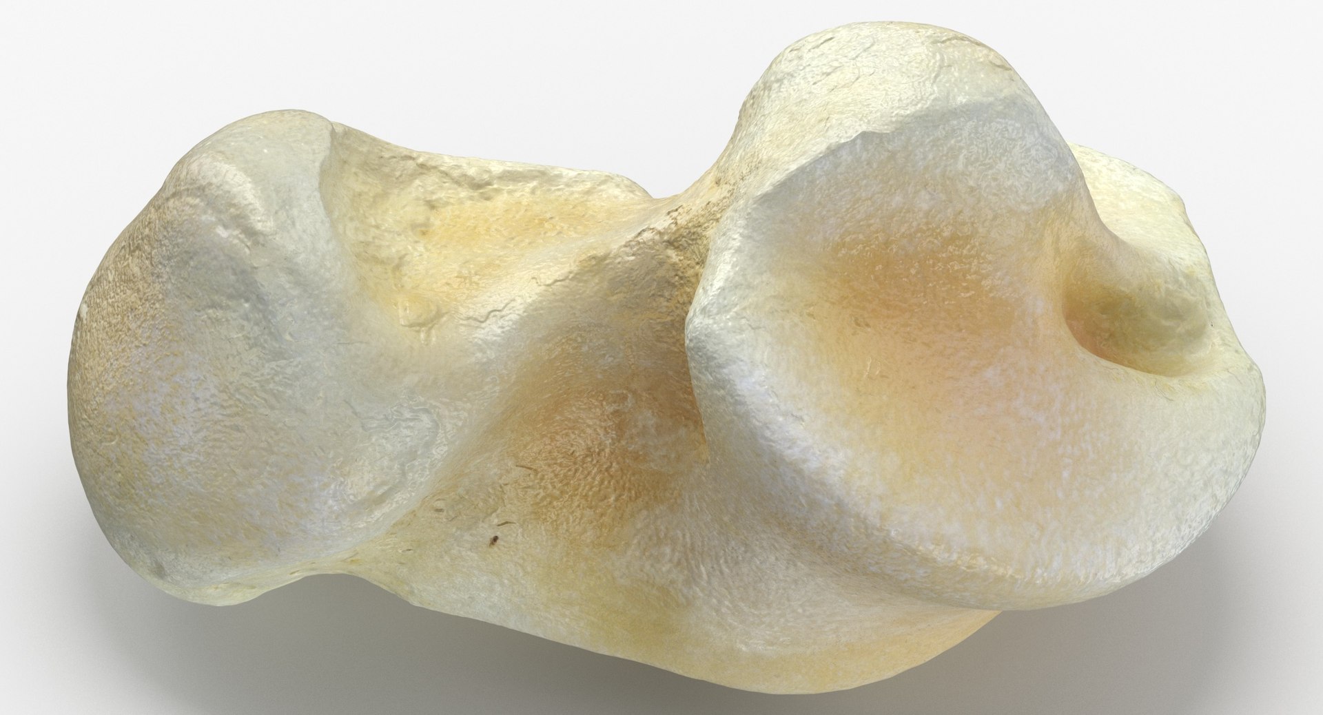 Pavian monkey male talus 3D model - TurboSquid 1576786