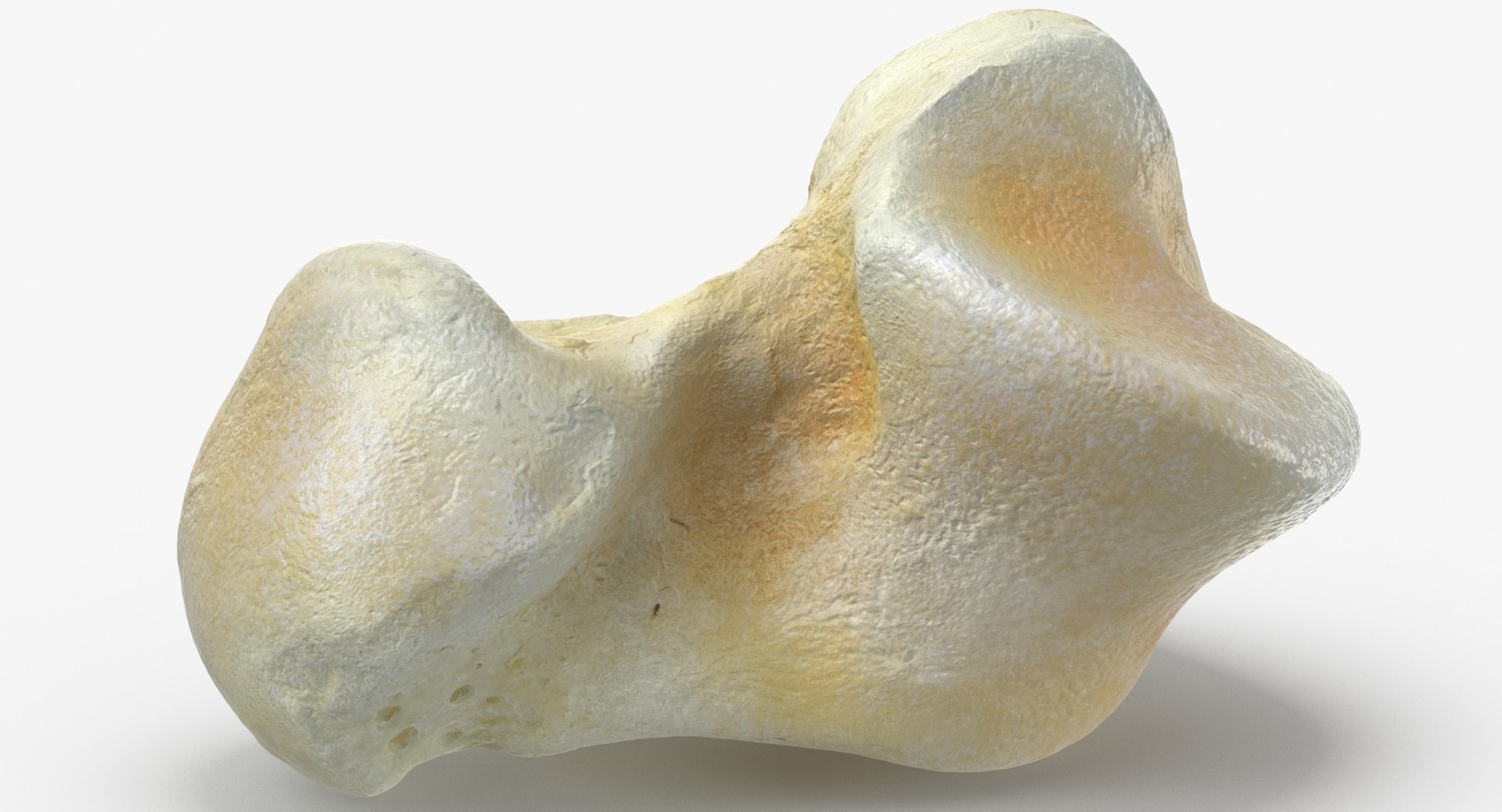 Pavian monkey male talus 3D model - TurboSquid 1576786