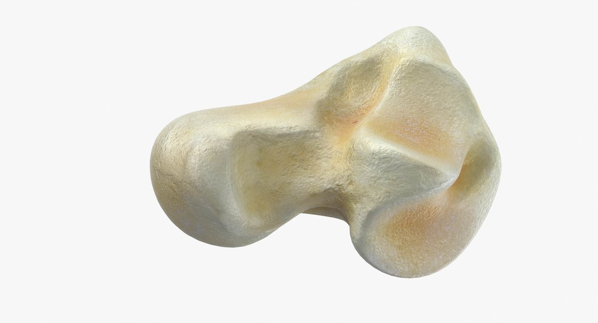 Pavian monkey male talus 3D model - TurboSquid 1576786