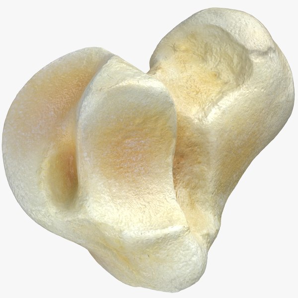 modelo 3d Real Pavian Monkey Male Talus Bone 01 - TurboSquid 1576786