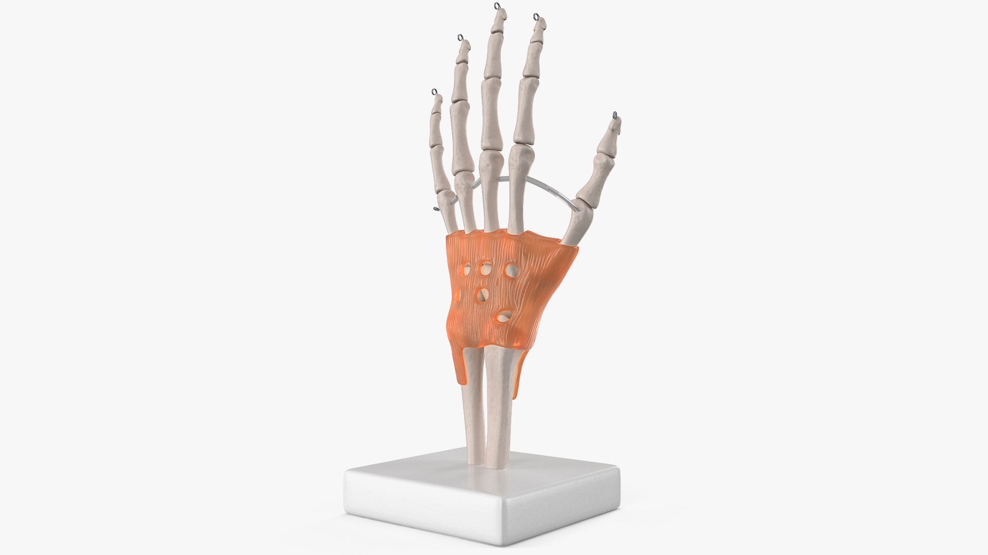 Anatomical Wrist Joint Model With Flexor Retinaculum 3D Model ...