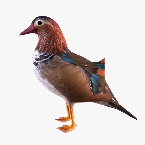 Duck Blender Models for Download | TurboSquid