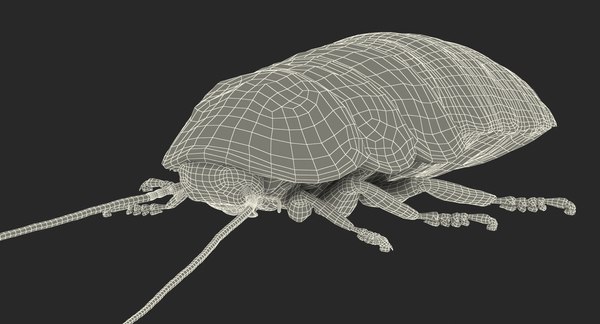 Creeping Insects Collection 6 3D model - TurboSquid 1881637