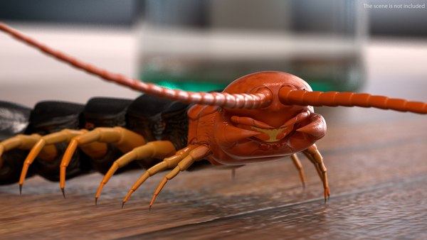 Creeping Insects Collection 6 3D model - TurboSquid 1881637