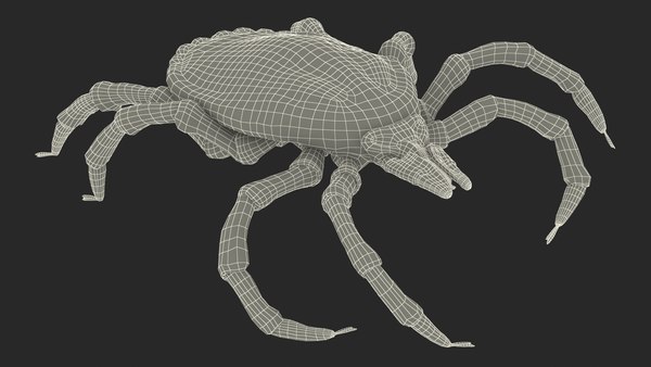 Creeping Insects Collection 6 3D model - TurboSquid 1881637