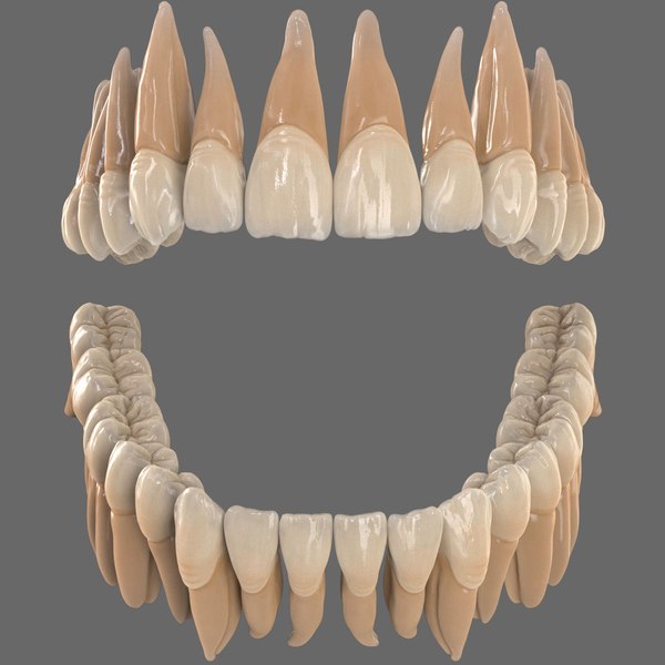 human teeth obj