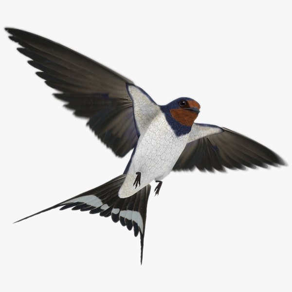 Swallow 3D Models for Download | TurboSquid