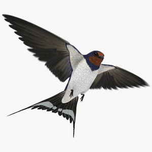 Download Free & Premium Swallow 3D Models | TurboSquid