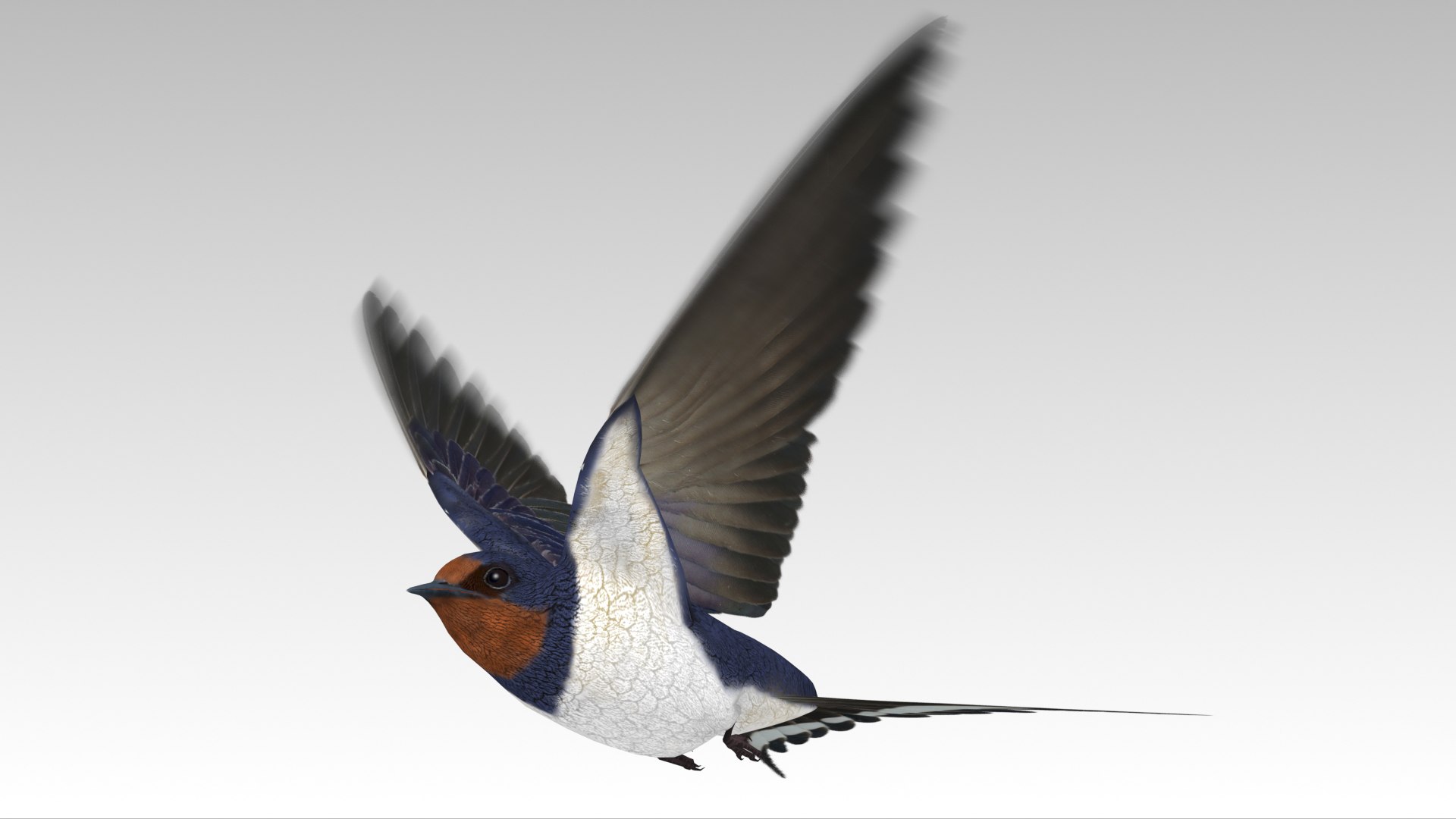 3D Model Barn Swallow - TurboSquid 2025266