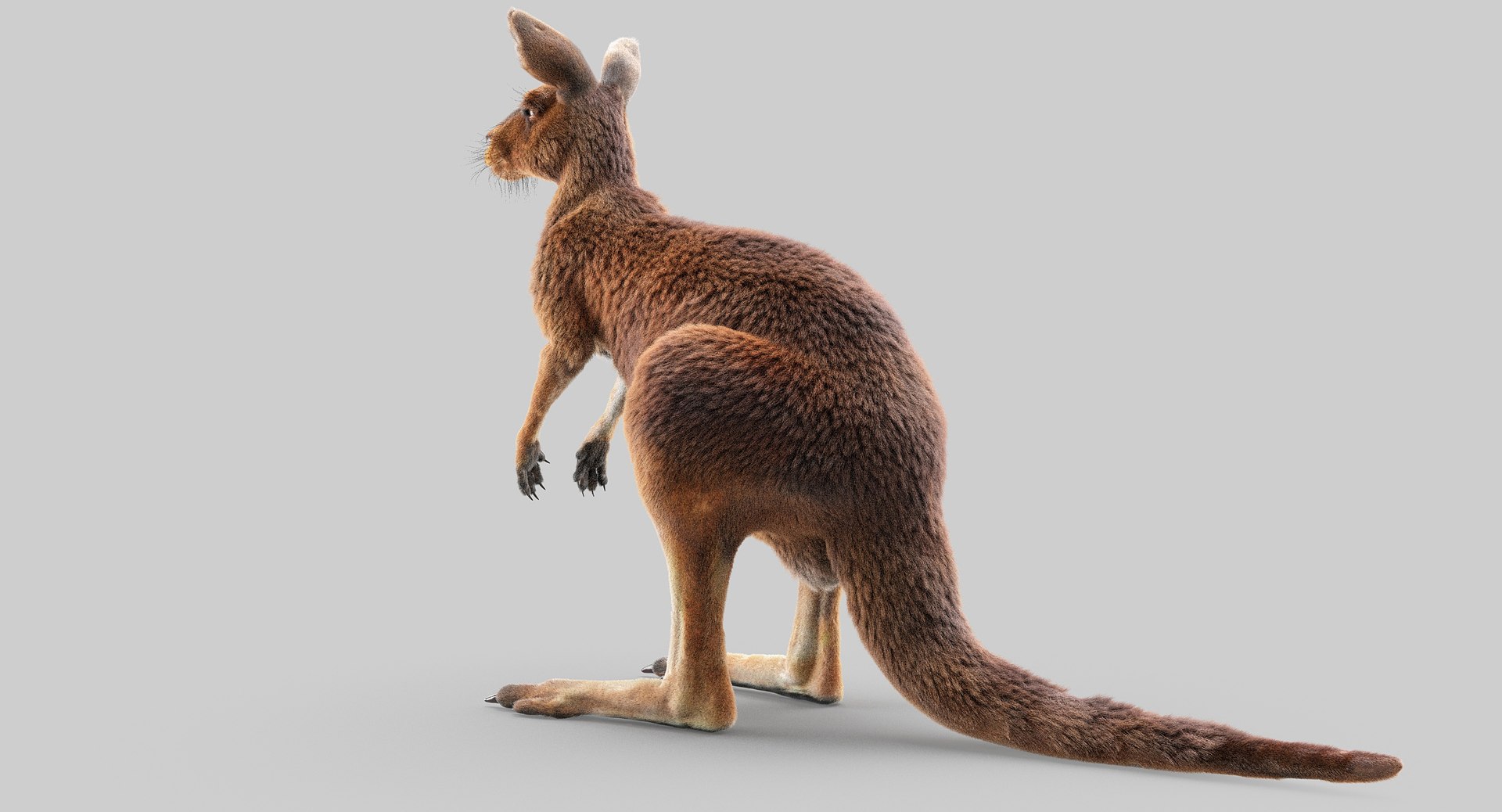 Kangaroo Fur Model - TurboSquid 1216035
