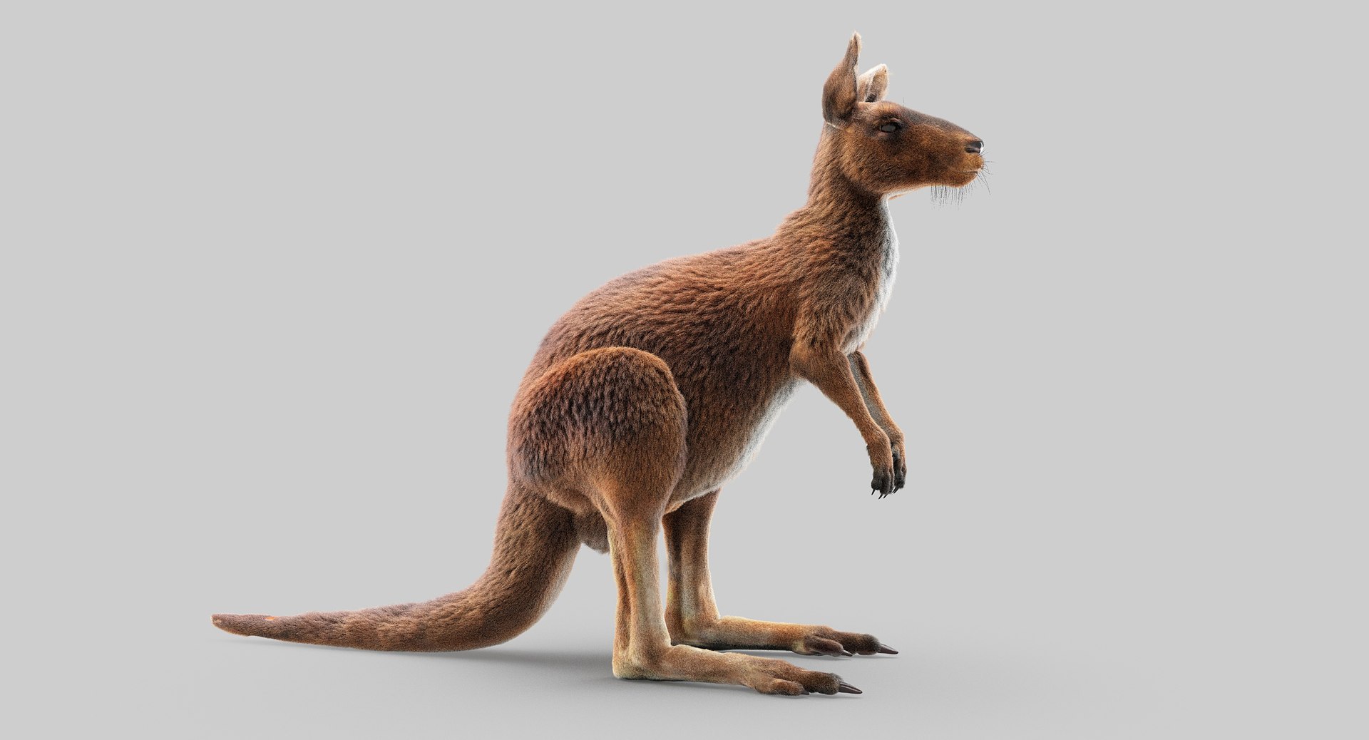 Kangaroo Fur Model - TurboSquid 1216035