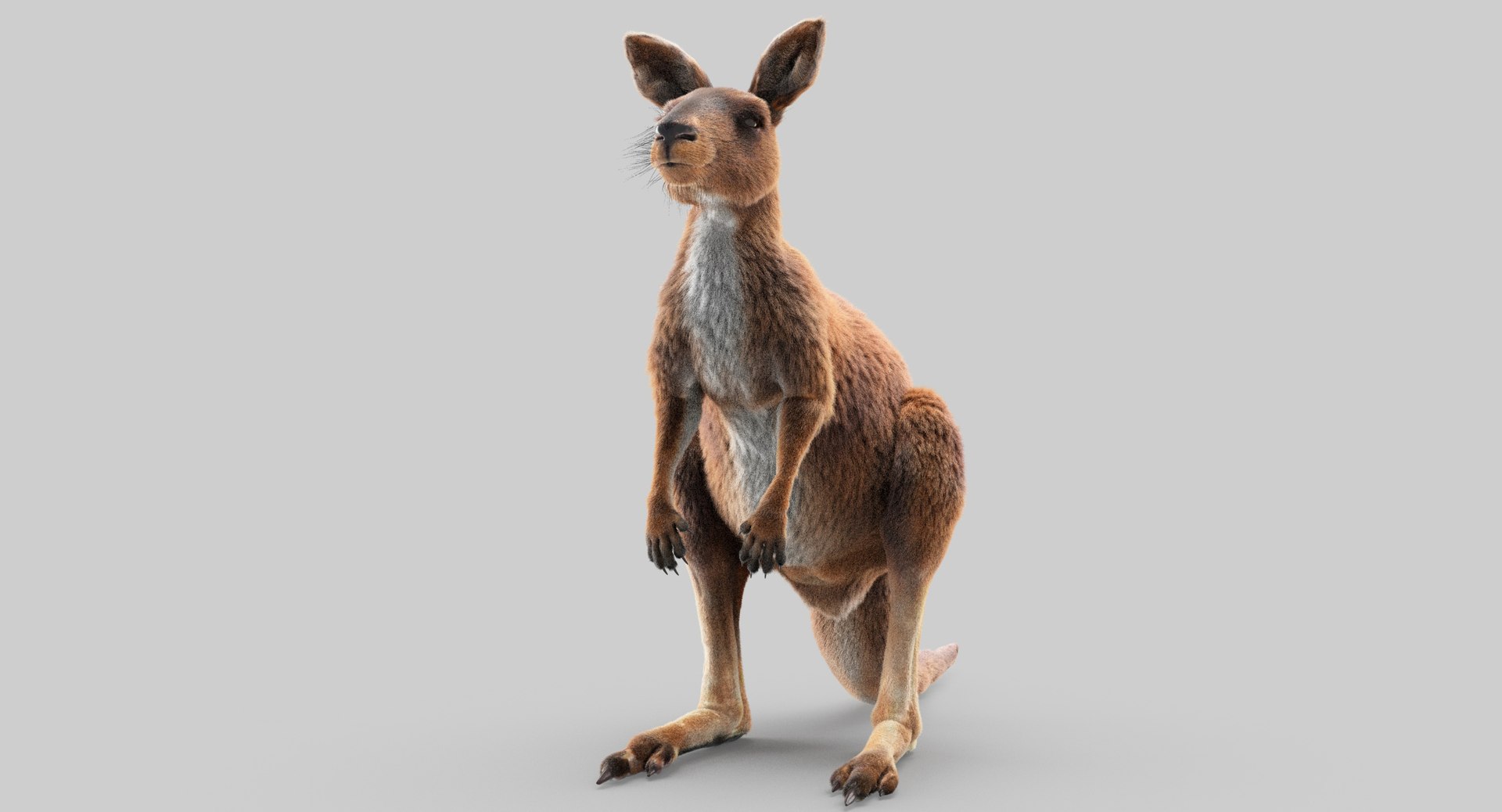 Kangaroo Fur Model - TurboSquid 1216035
