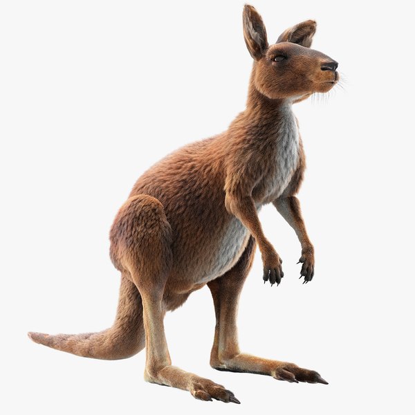 Kangaroo 3D Models for Download | TurboSquid
