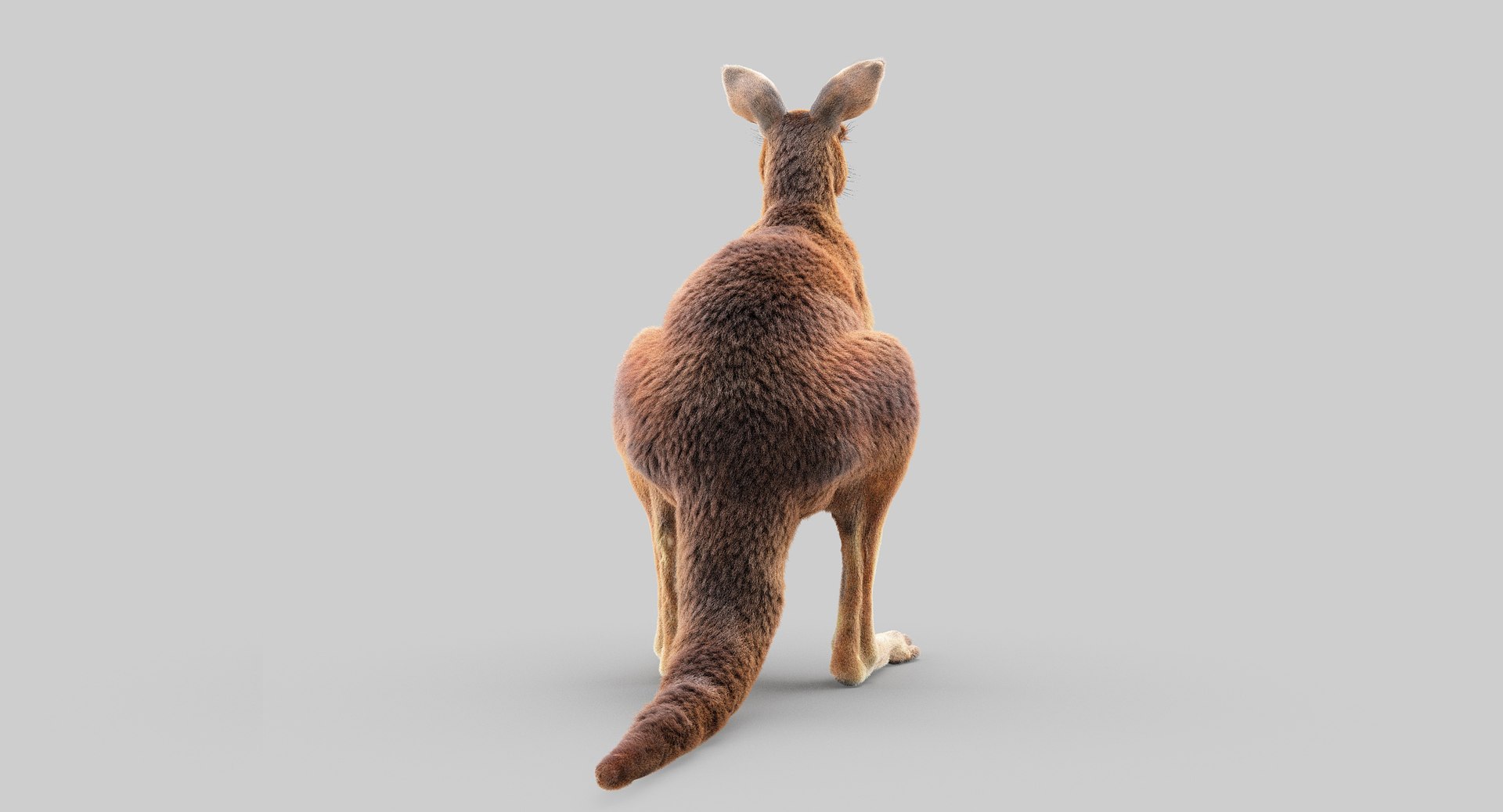 Kangaroo Fur Model - TurboSquid 1216035