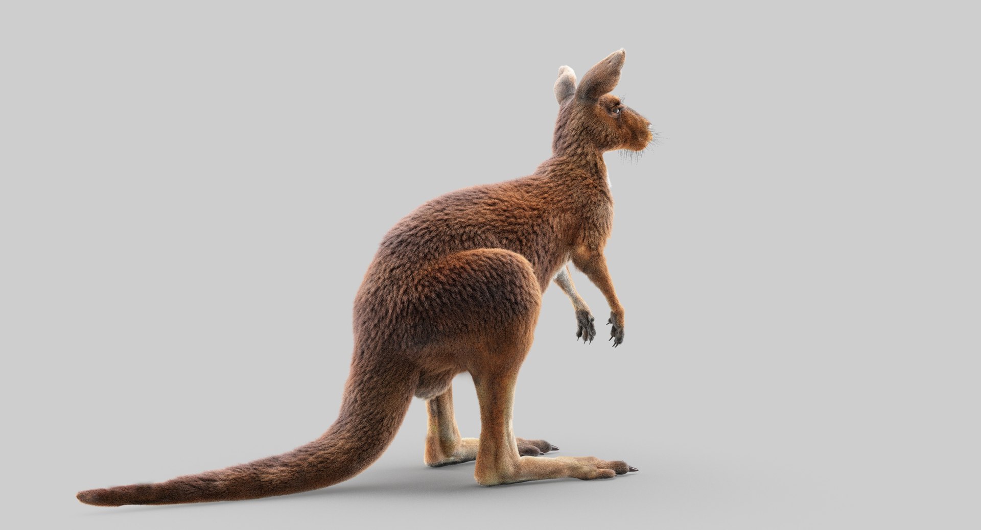 Kangaroo Fur Model - TurboSquid 1216035