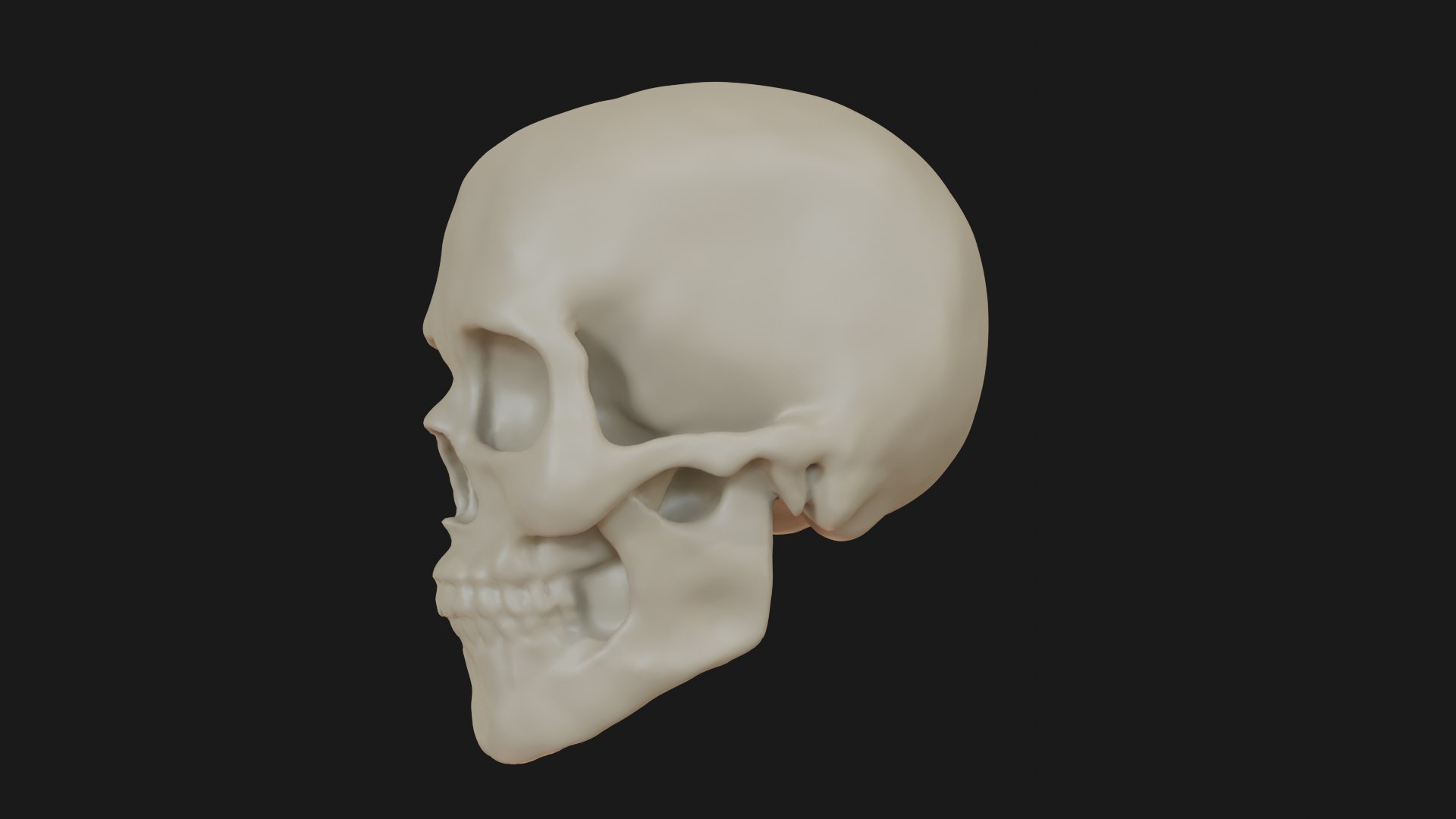 3D Female Human Skull - TurboSquid 2245901