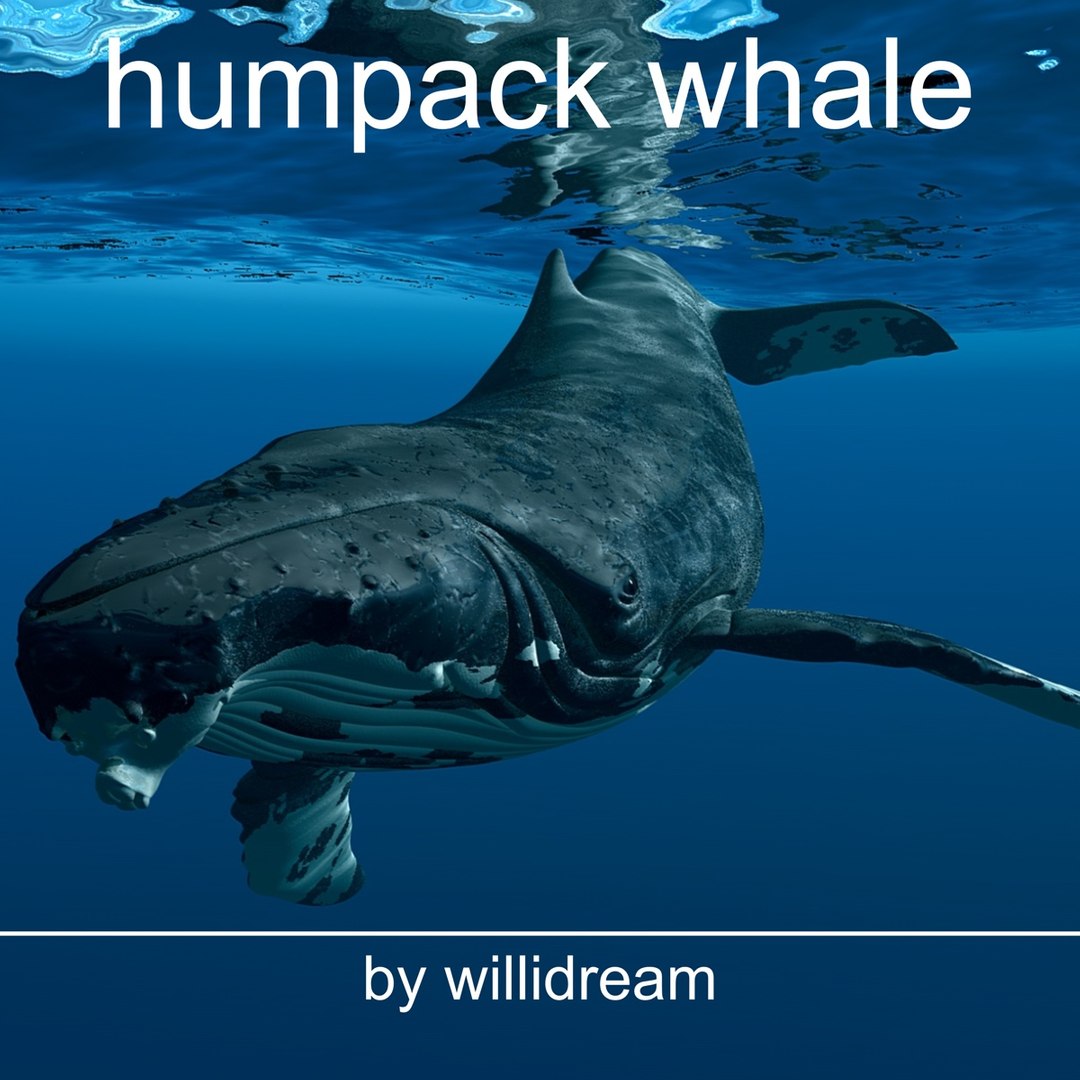 humpack whale c4d