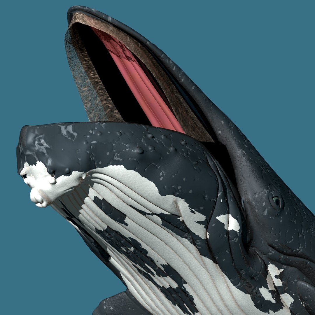 Humpack Whale C4d