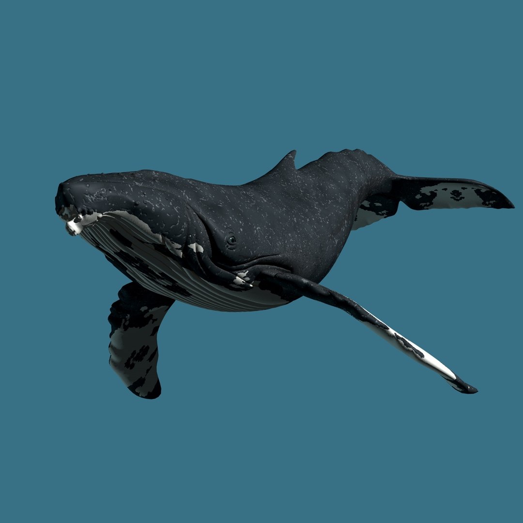 Humpack Whale C4d