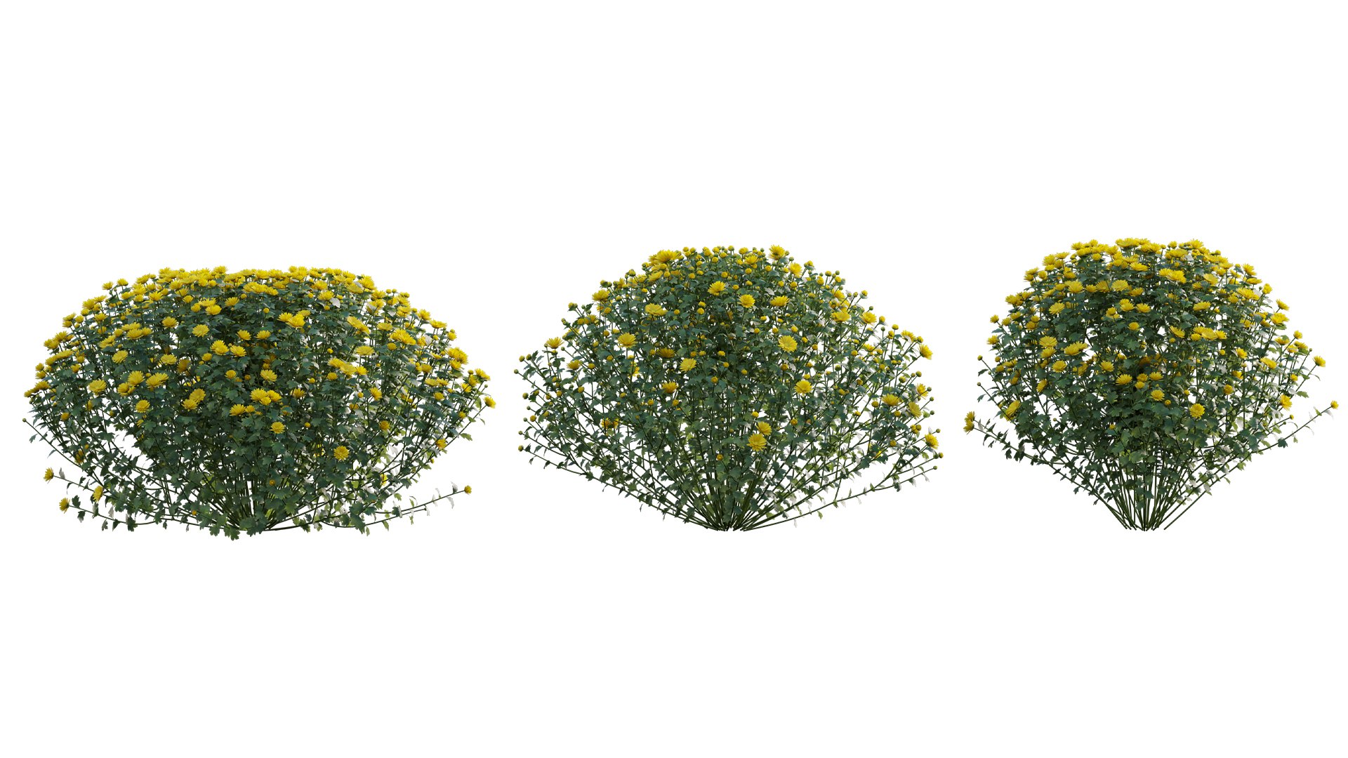 3D Chrysanthemum Morifolium 01 - TurboSquid 2003713