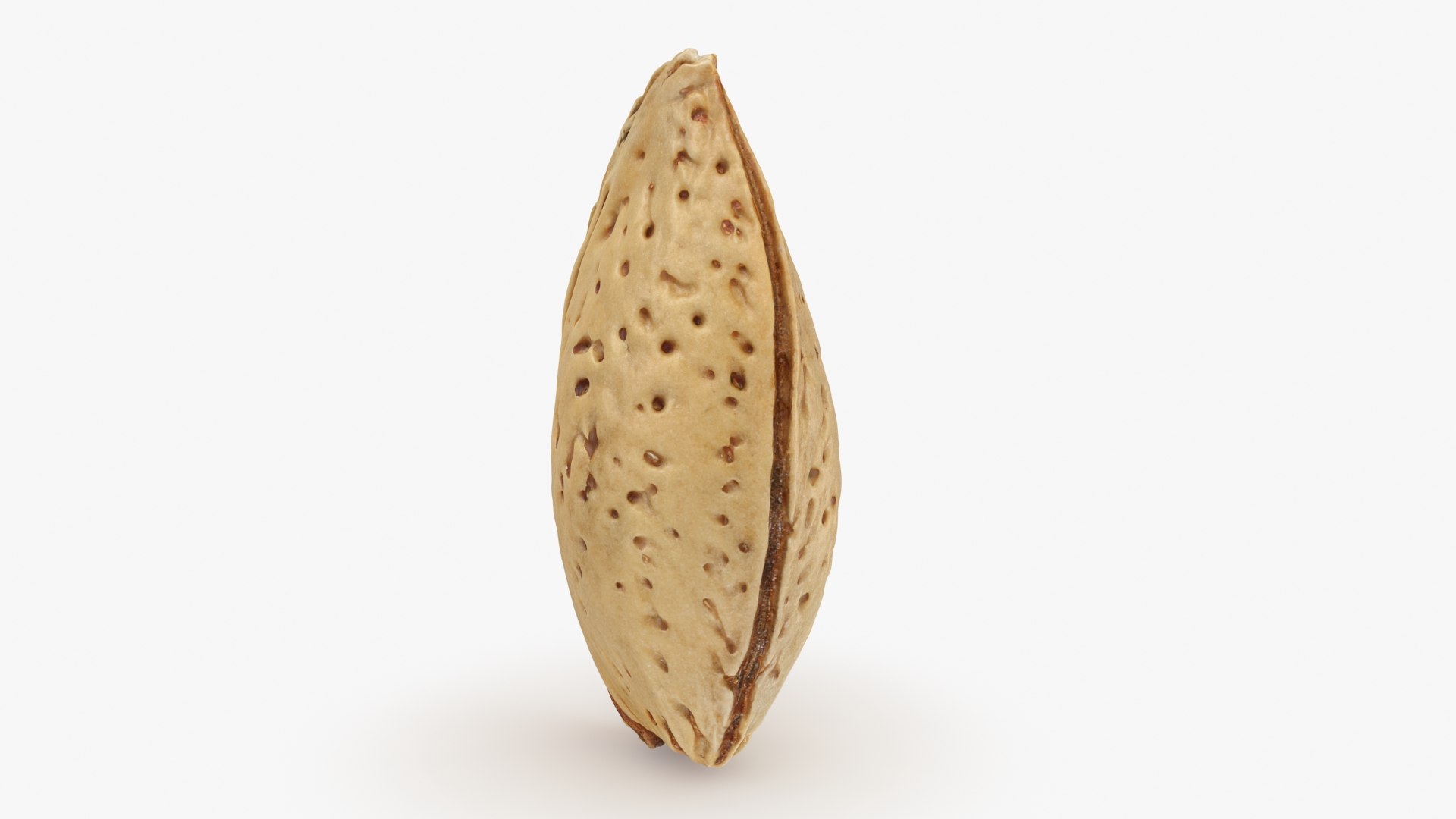 3D Almond Shell - TurboSquid 2277006