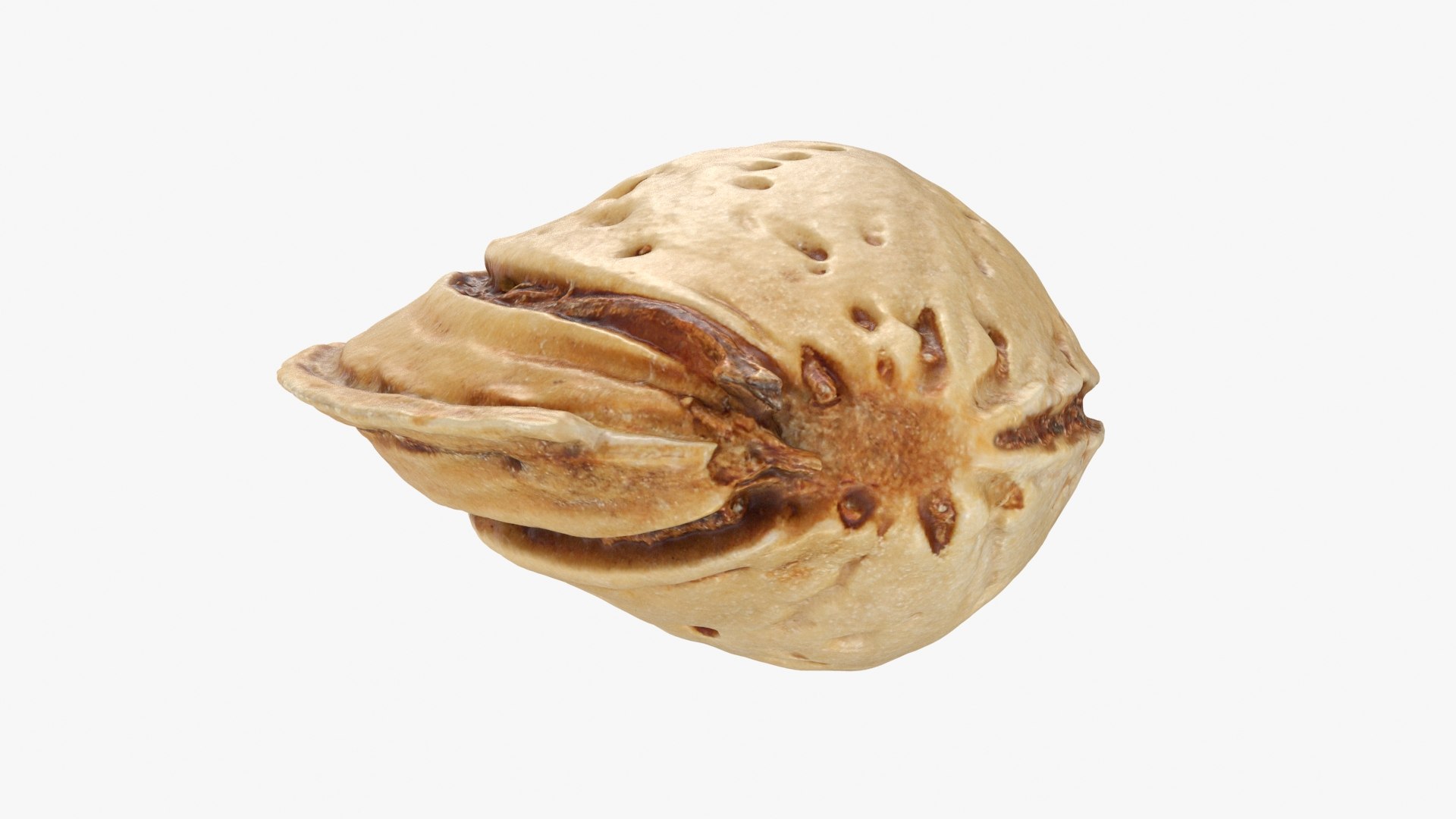 3D Almond Shell - TurboSquid 2277006