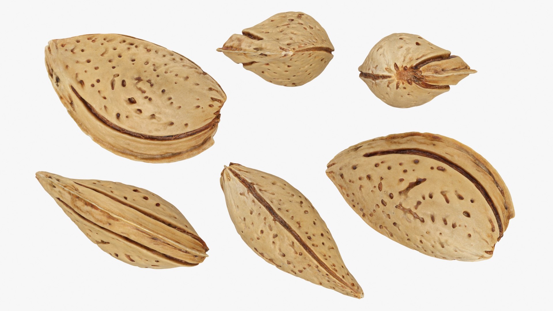 3D Almond Shell - TurboSquid 2277006