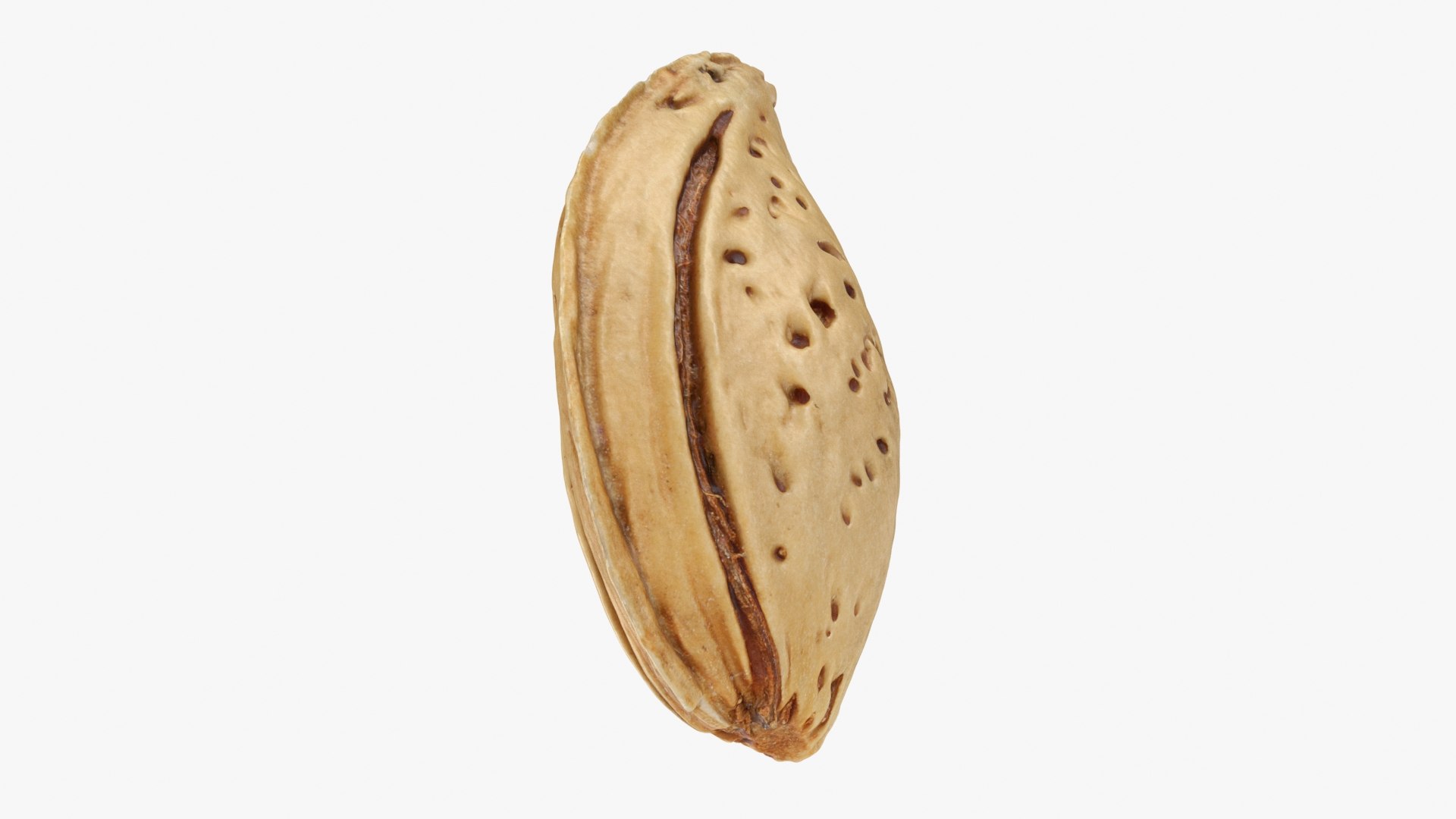 3D Almond Shell - TurboSquid 2277006