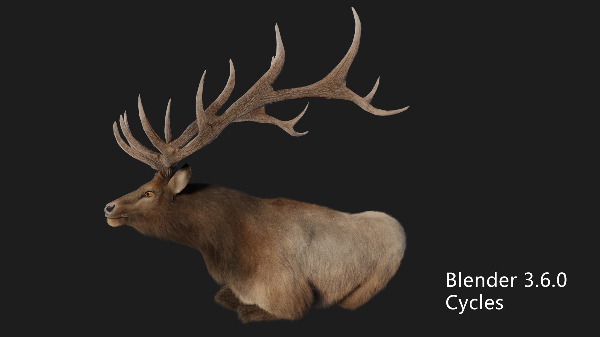 3D Deer Stag Elk Model - TurboSquid 2180570