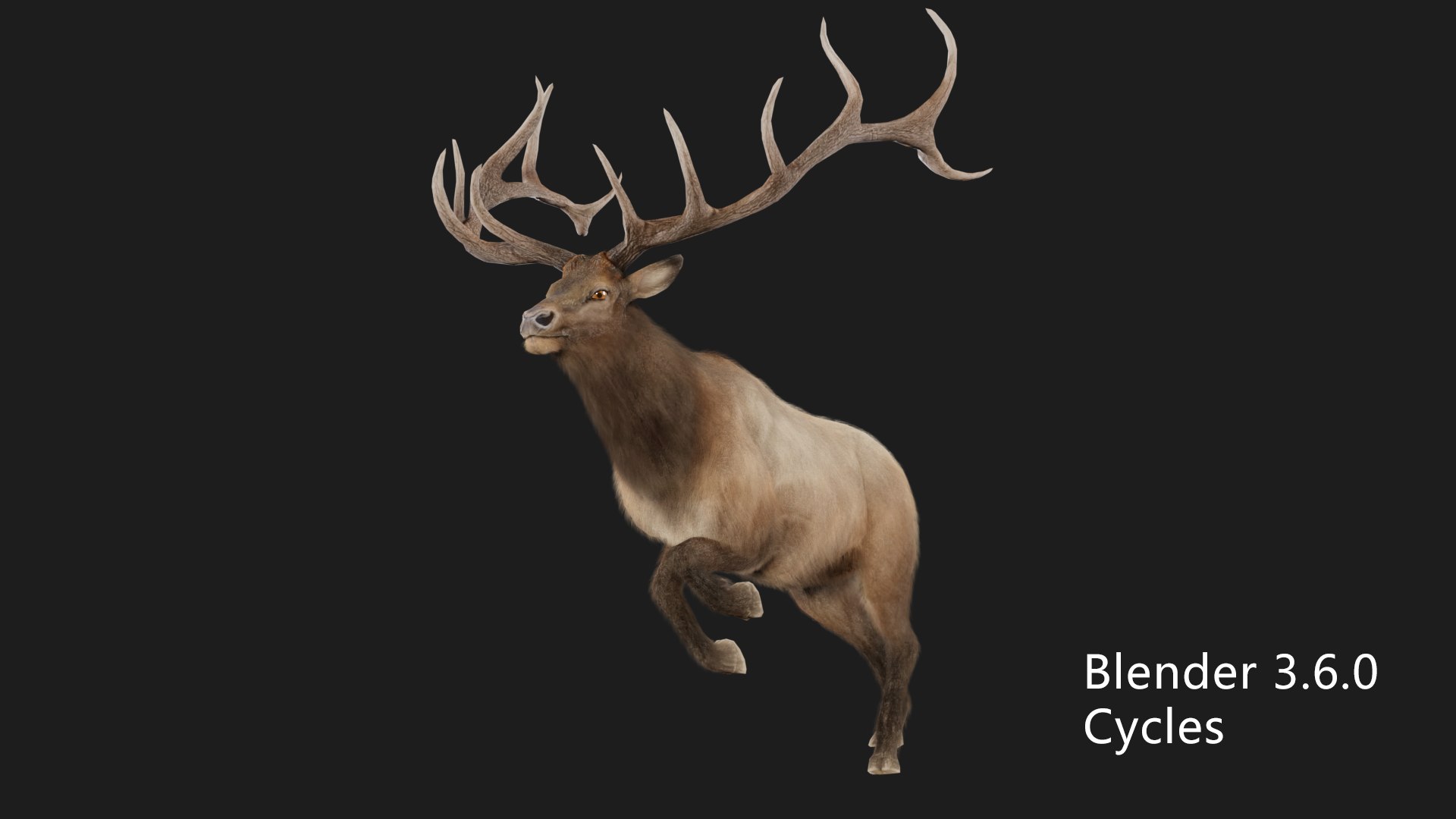 3D Deer Stag Elk Model - TurboSquid 2180570