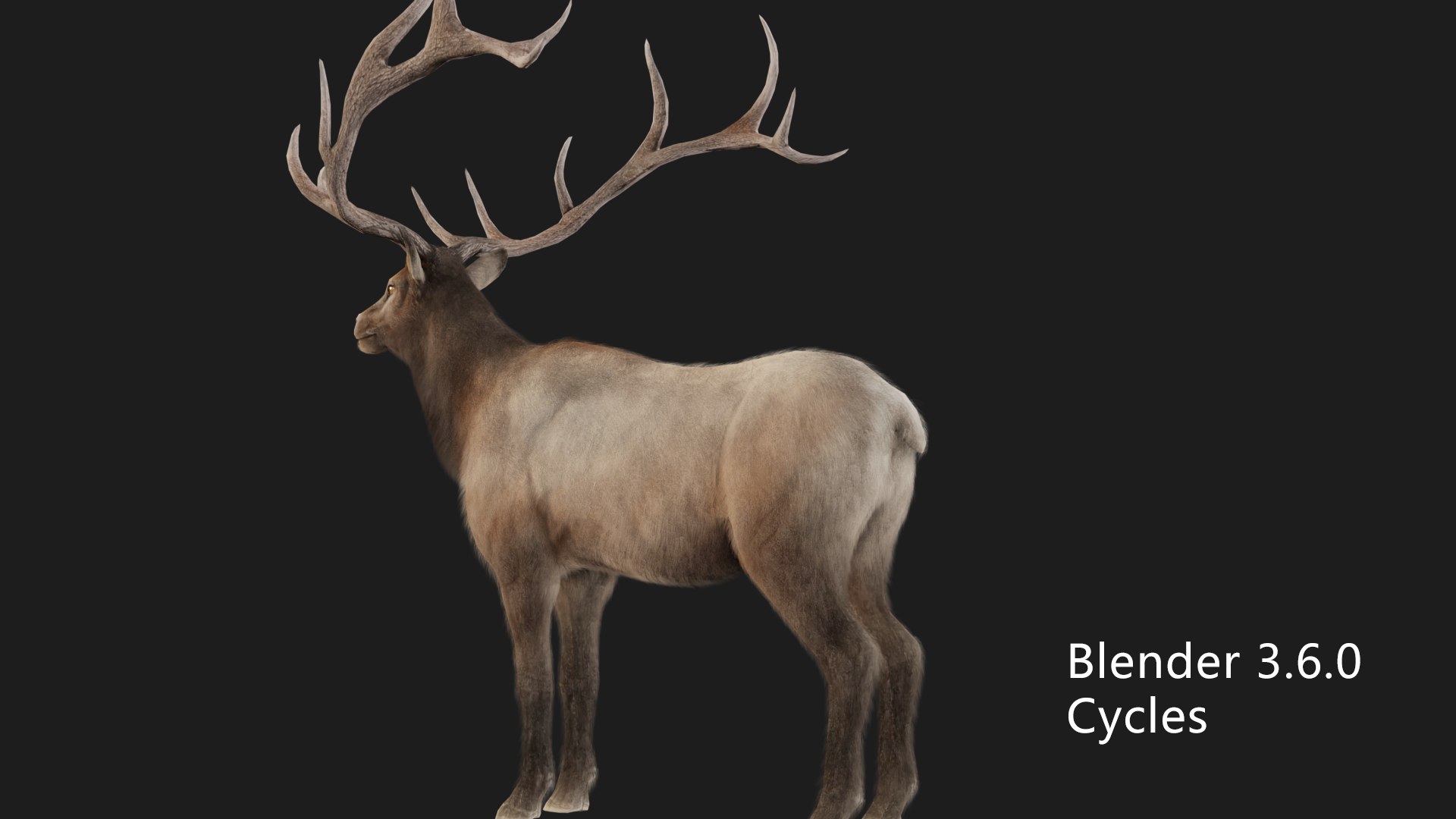 3D Deer Stag Elk Model - TurboSquid 2180570