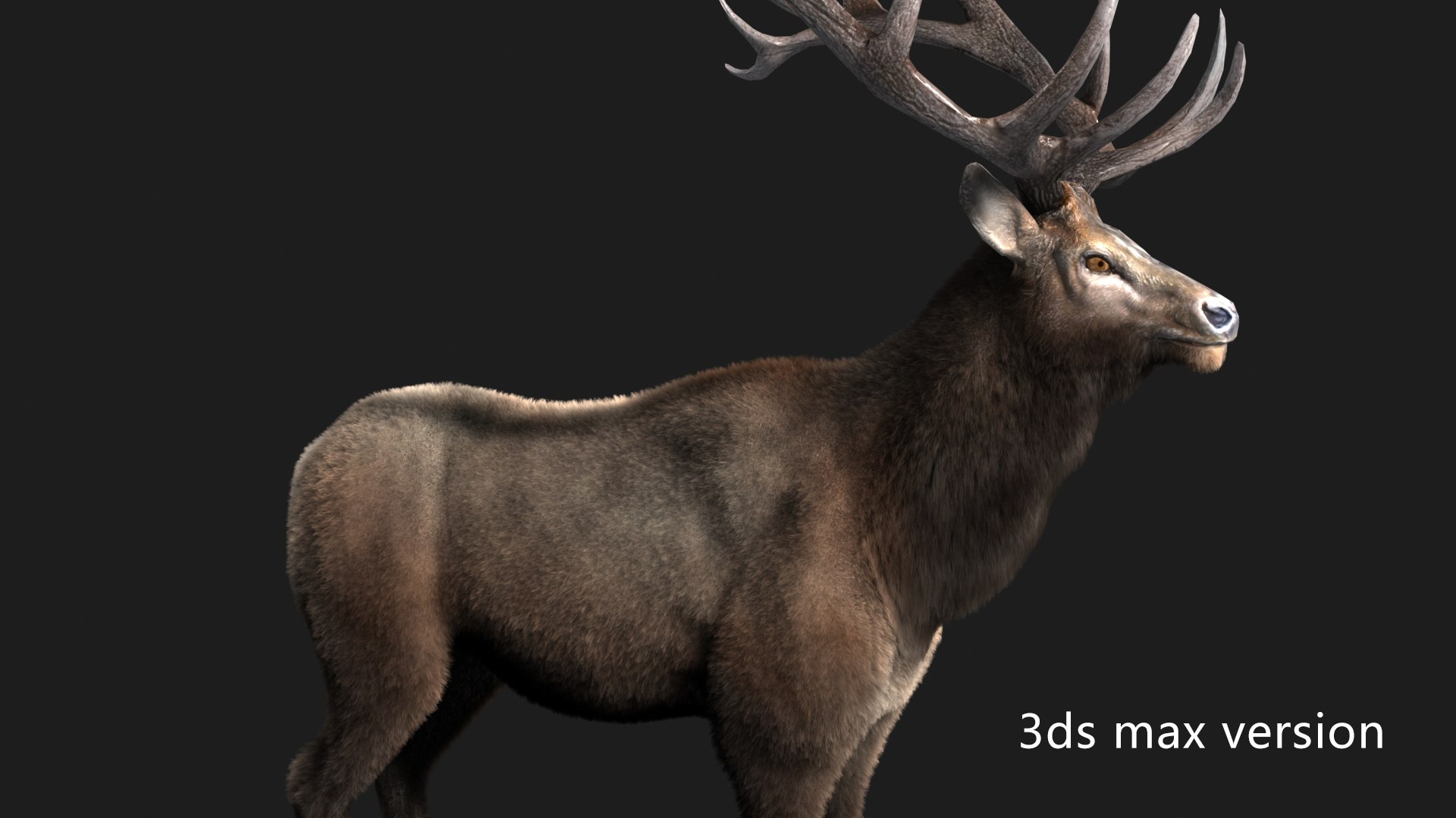 3D Deer Stag Elk Model - TurboSquid 2180570