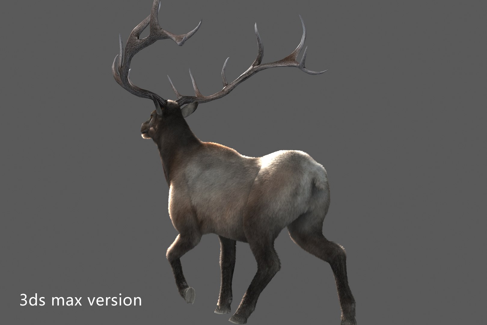 3D Deer Stag Elk Model - TurboSquid 2180570