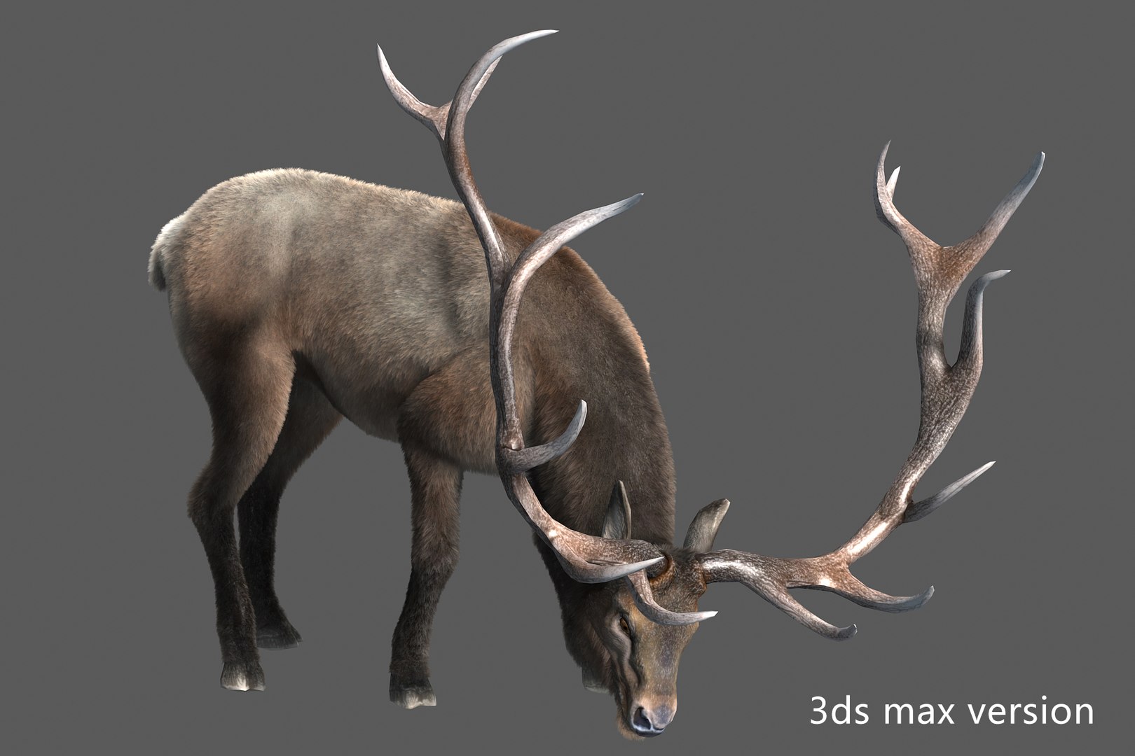 3D Deer Stag Elk Model - TurboSquid 2180570
