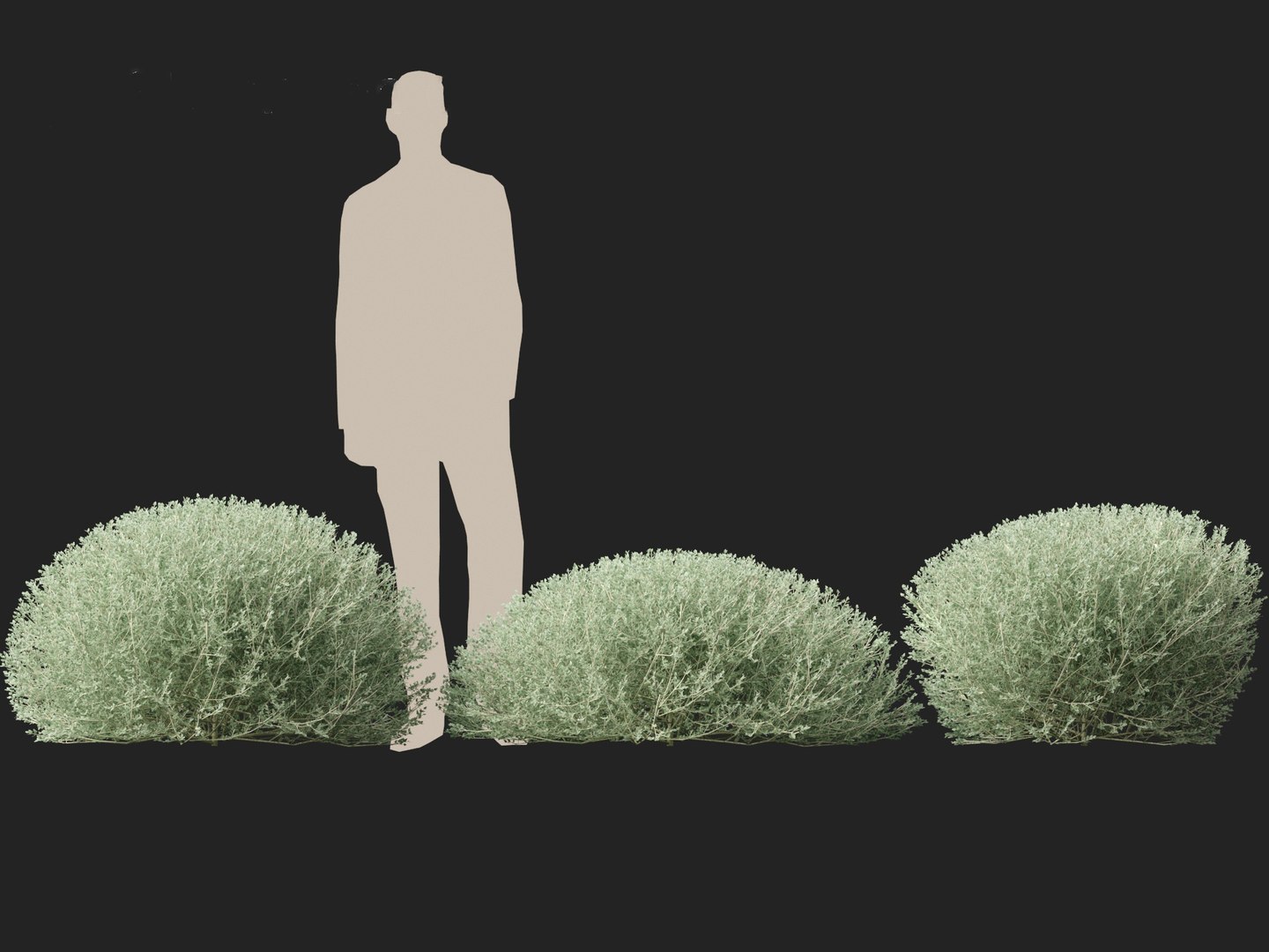 3D Rhagodia Spinescens Silver Border - Creeping Saltbush - TurboSquid ...
