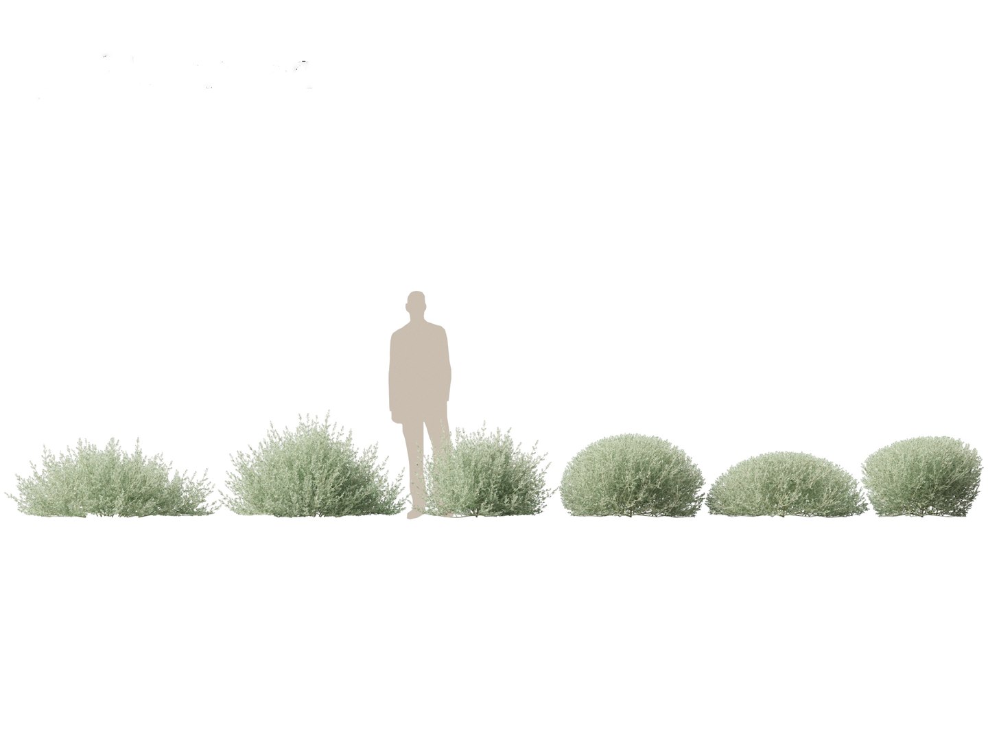 3D Rhagodia Spinescens Silver Border - Creeping Saltbush - TurboSquid ...