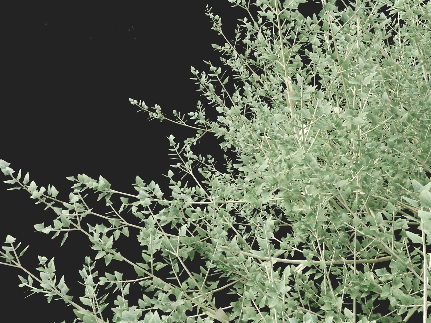 3D Rhagodia Spinescens Silver Border - Creeping Saltbush - TurboSquid ...