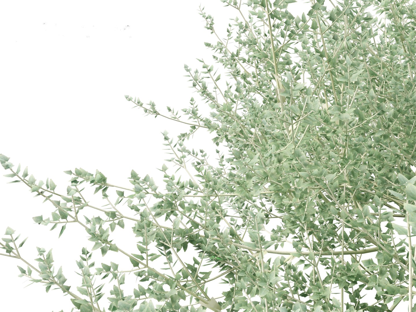 3D Rhagodia Spinescens Silver Border - Creeping Saltbush - TurboSquid ...